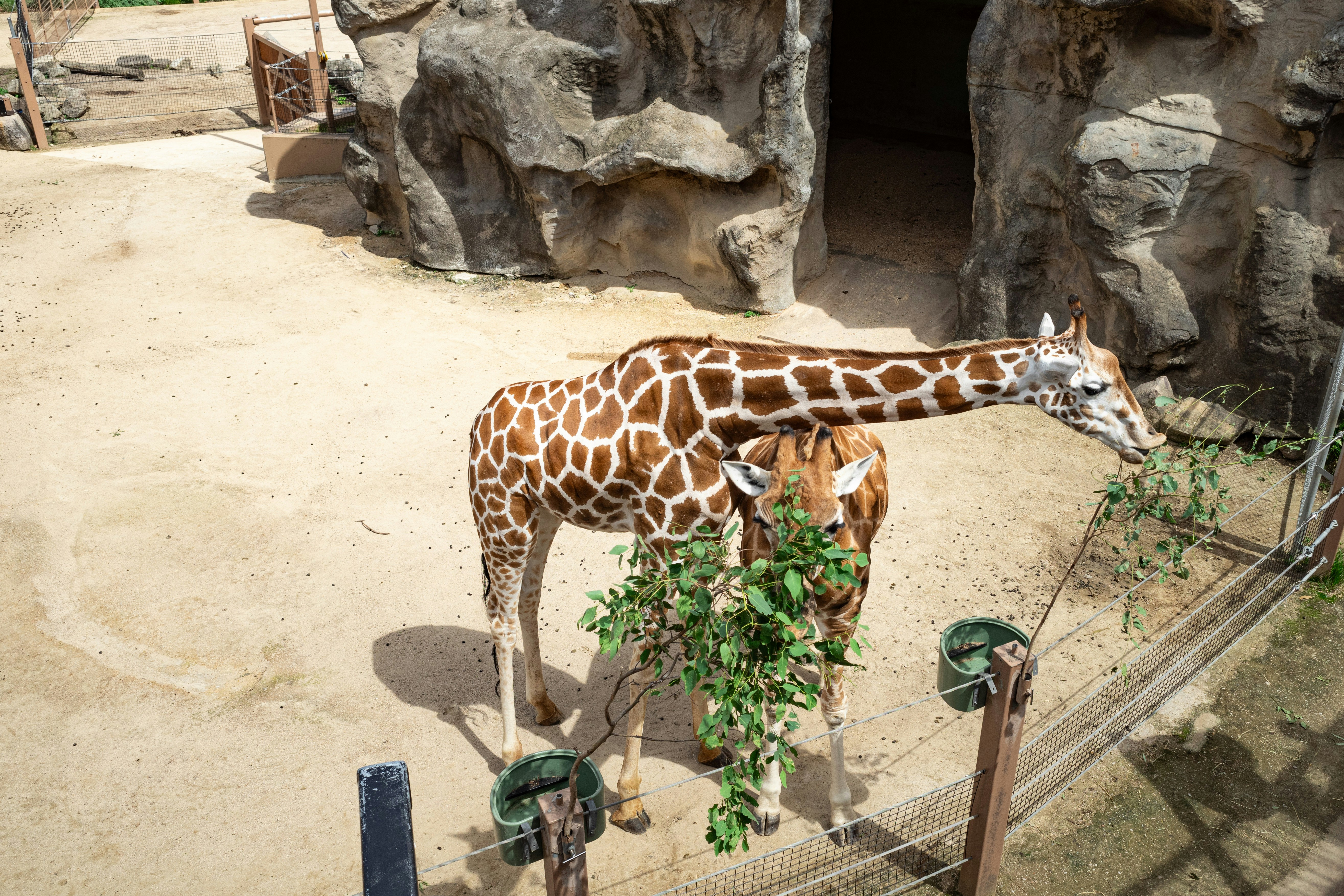 Giraffes in a Sunlit Enclosure: Quiet Grazing by the Fence