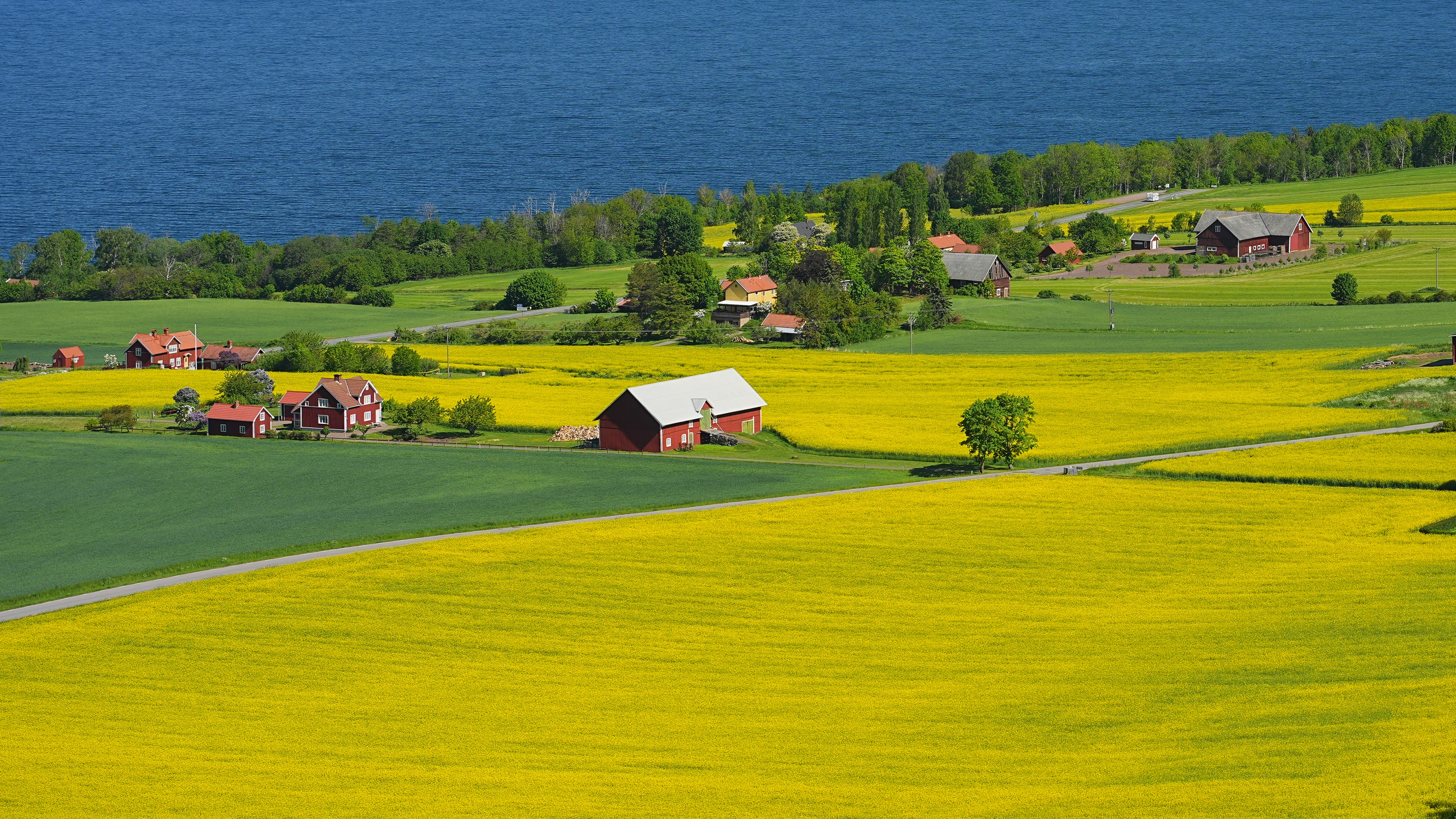 Golden Fields and Red Barns Under a Blue Lake Sky