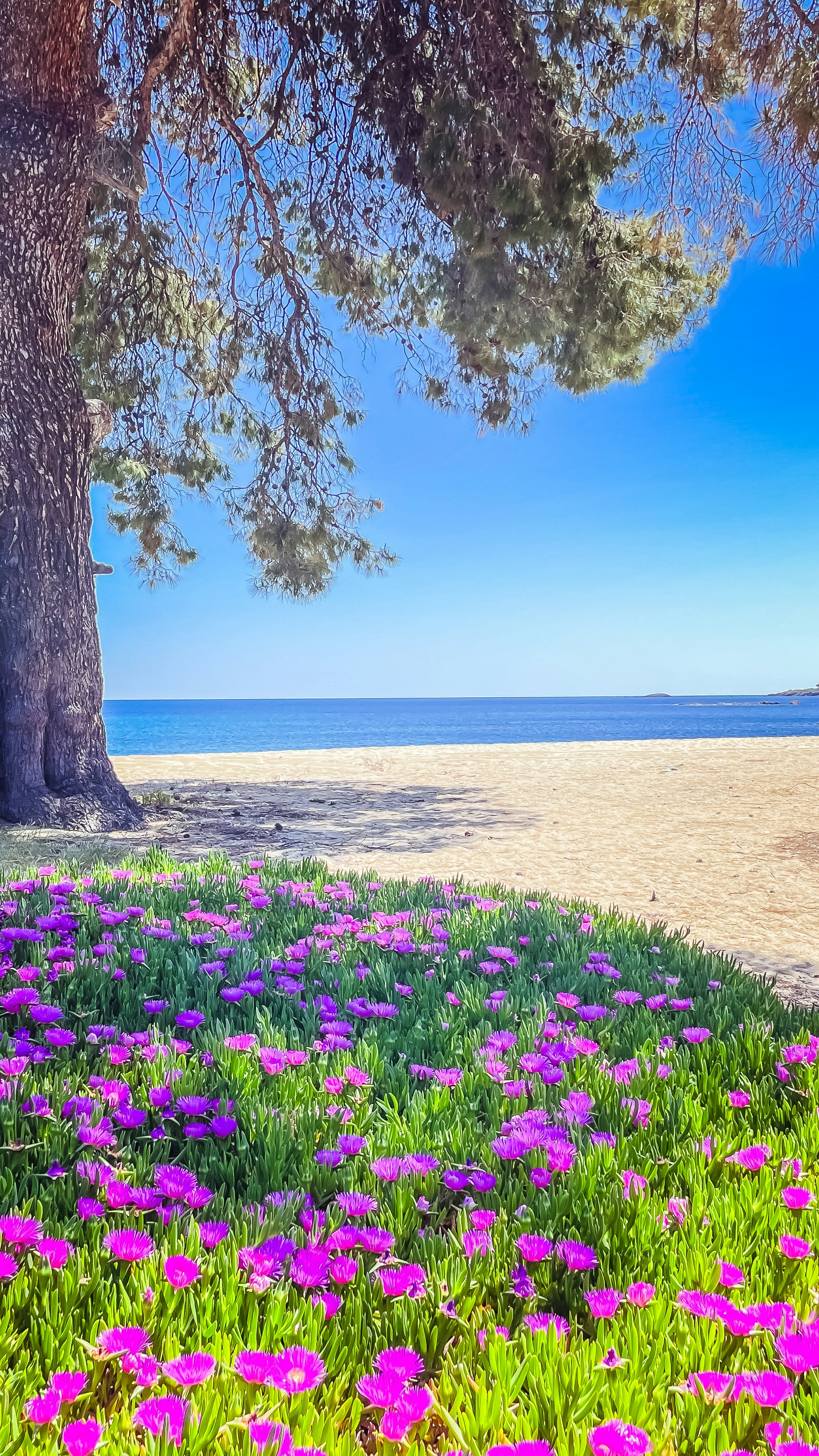 Purple Sea of Flowers Under a Coastal Canopy