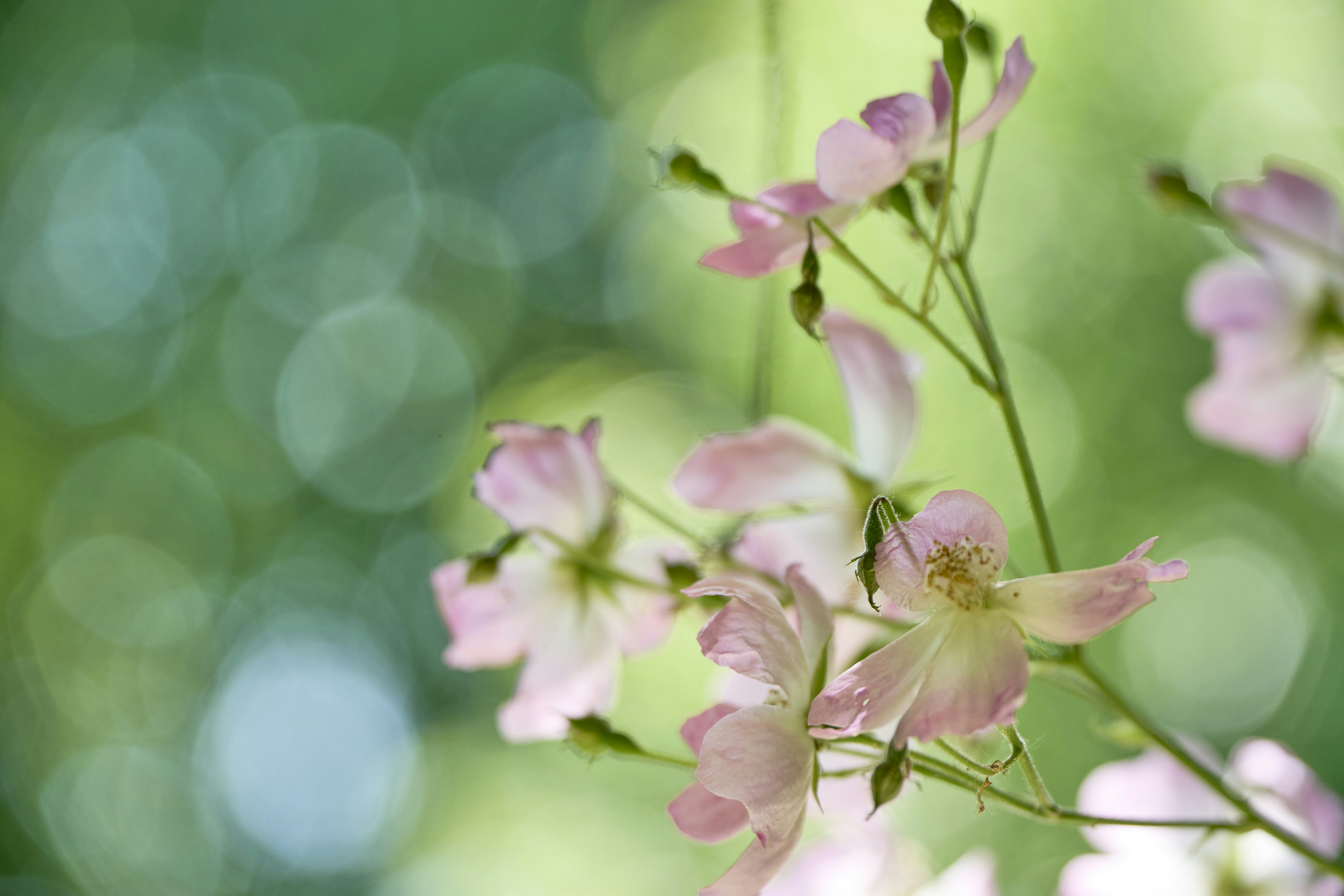 Petal Spotlight: Soft Pink Blooms in Dappled Spring Light