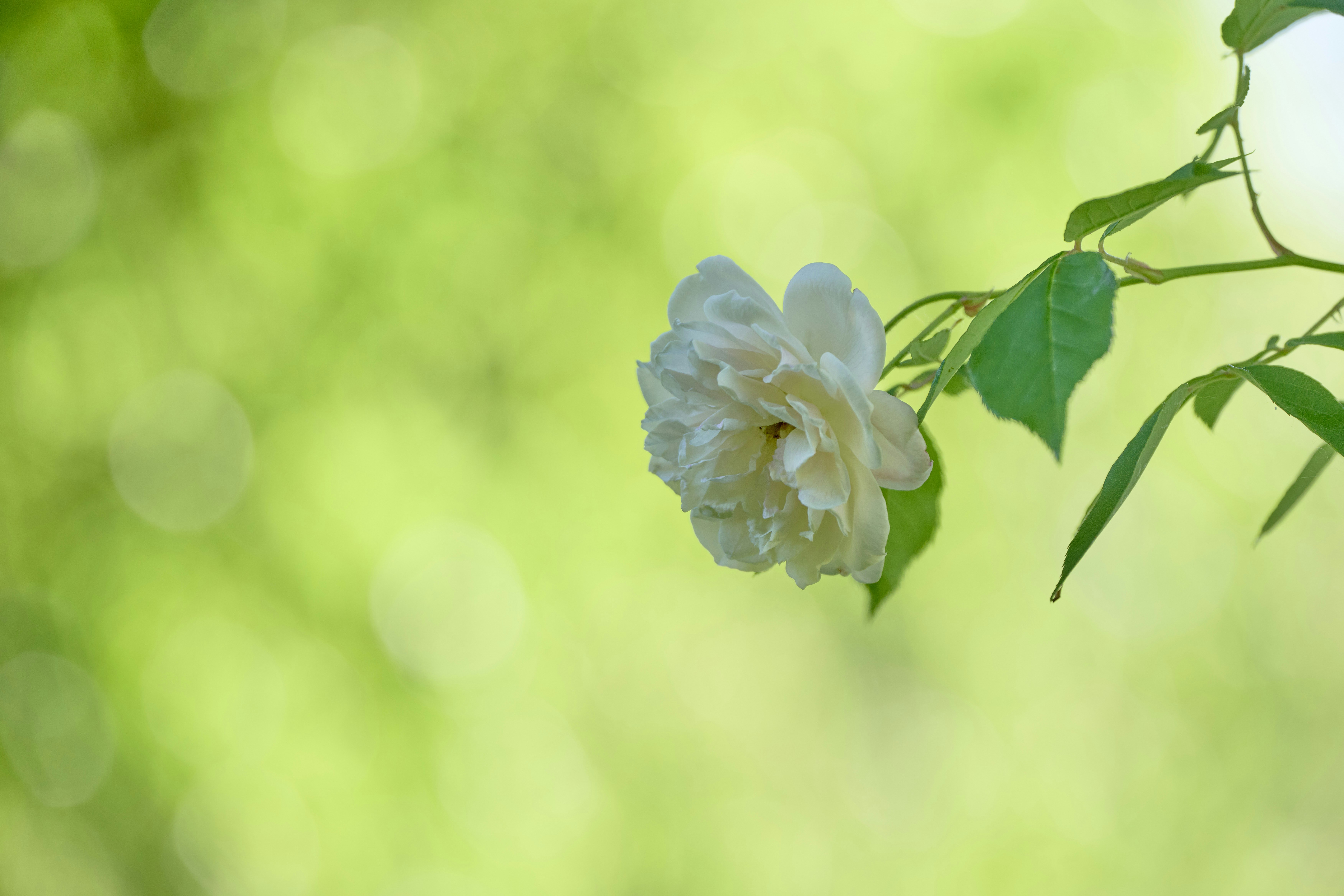 White rose in a sunlit green blur