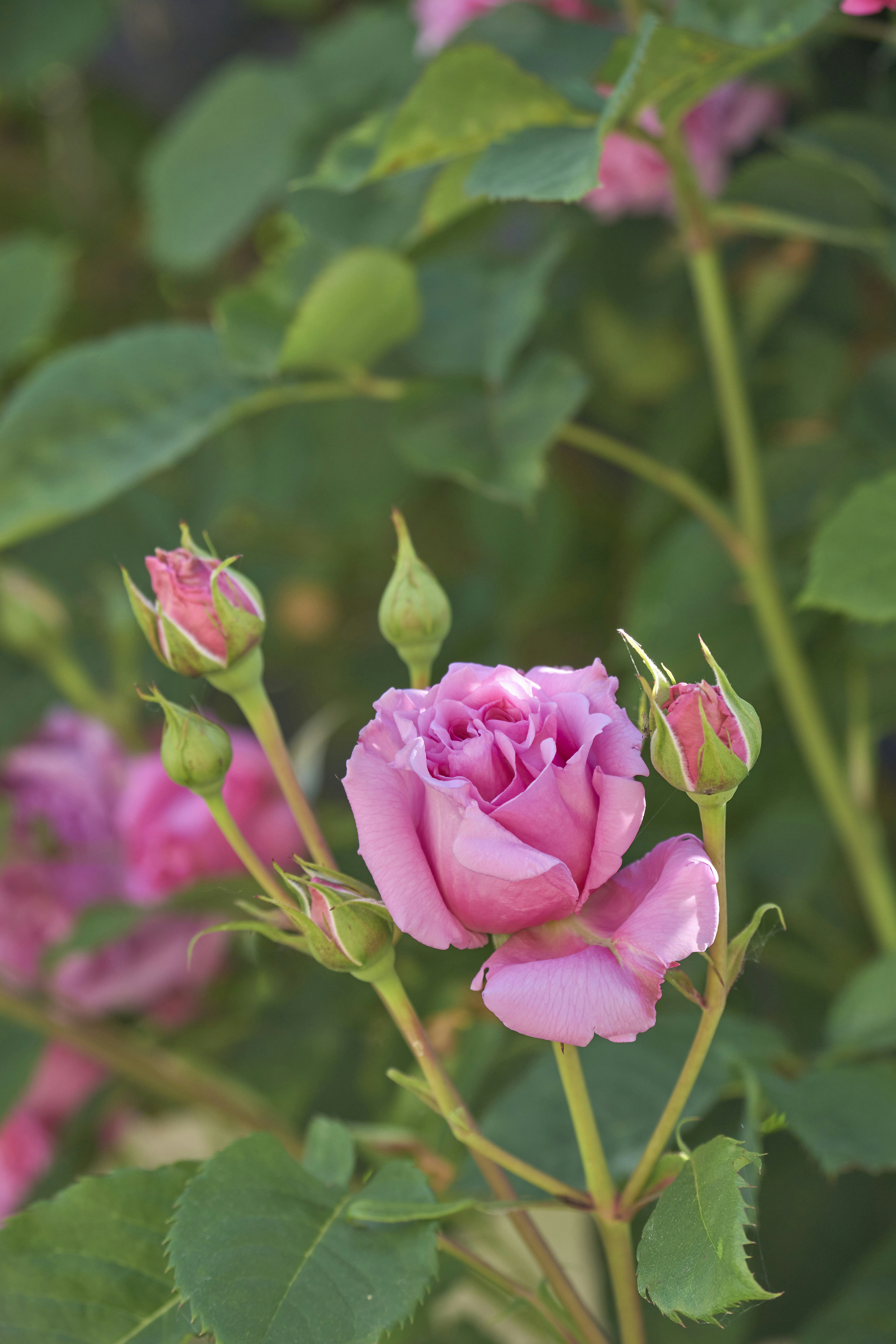 Pink Rose in Focus: Center Stage of a Garden Bloom