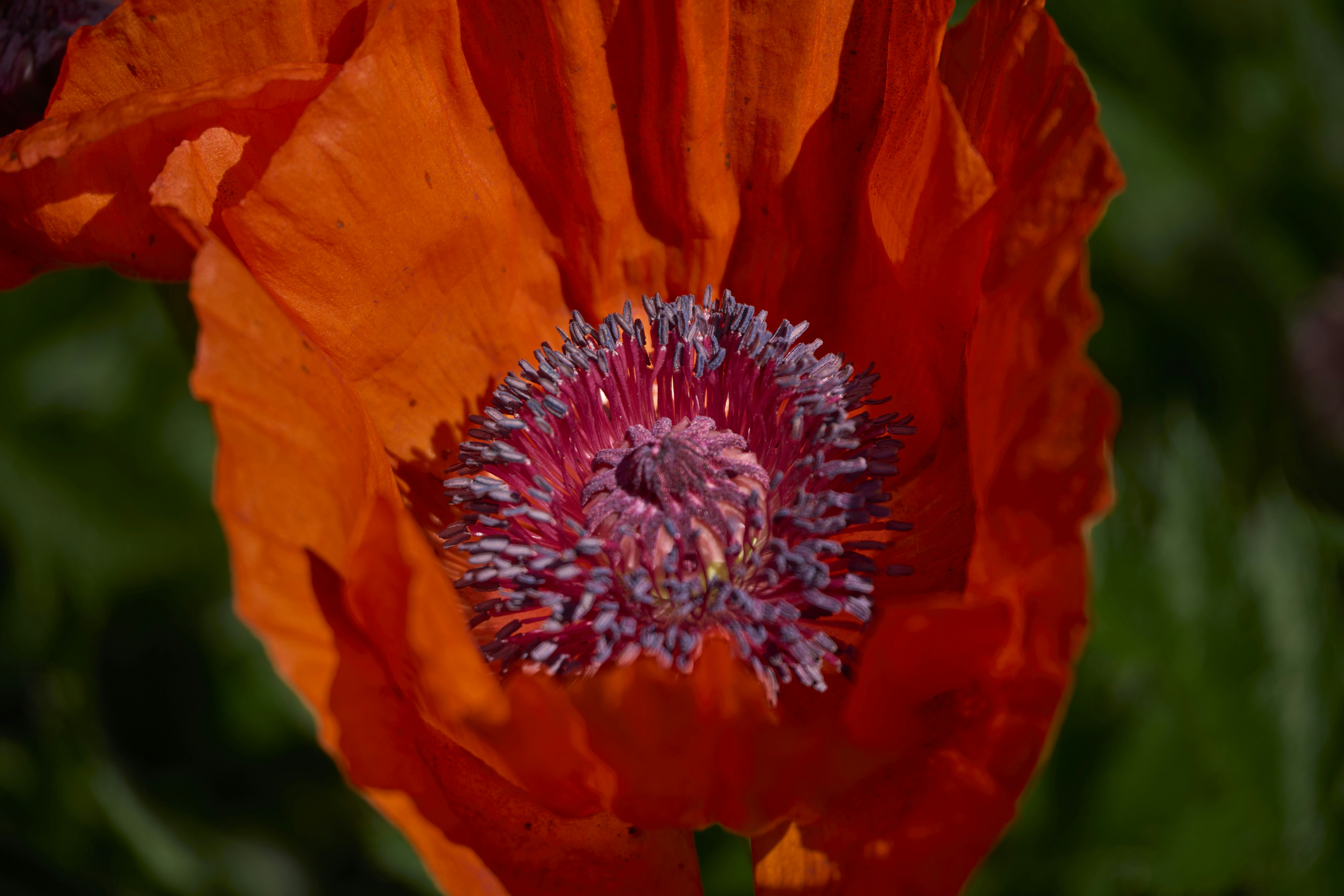 Crimson Bloom: A Centered Poppy in Radiant Orange