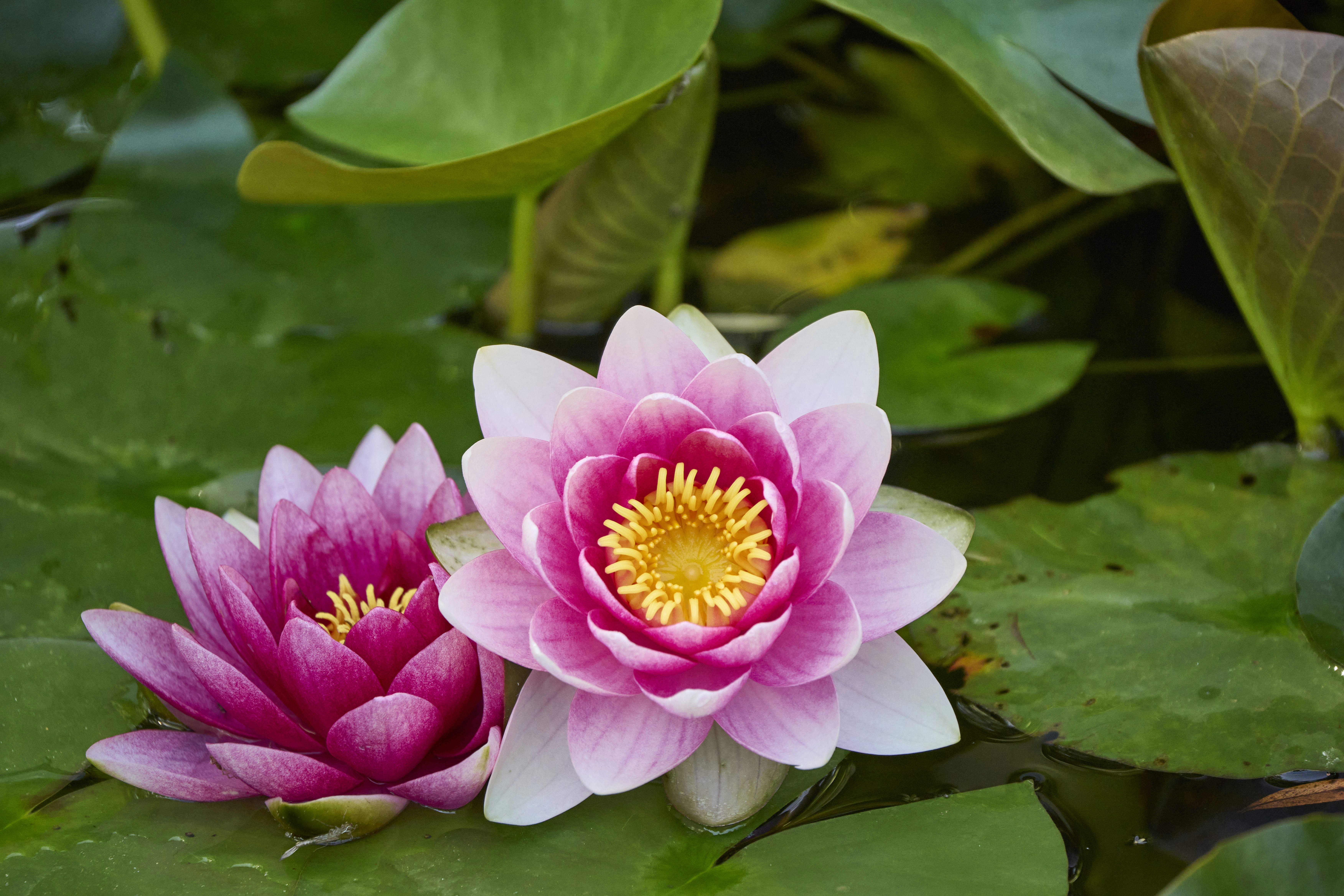 Pink Water Lily Duo: Center of Quiet Emergence