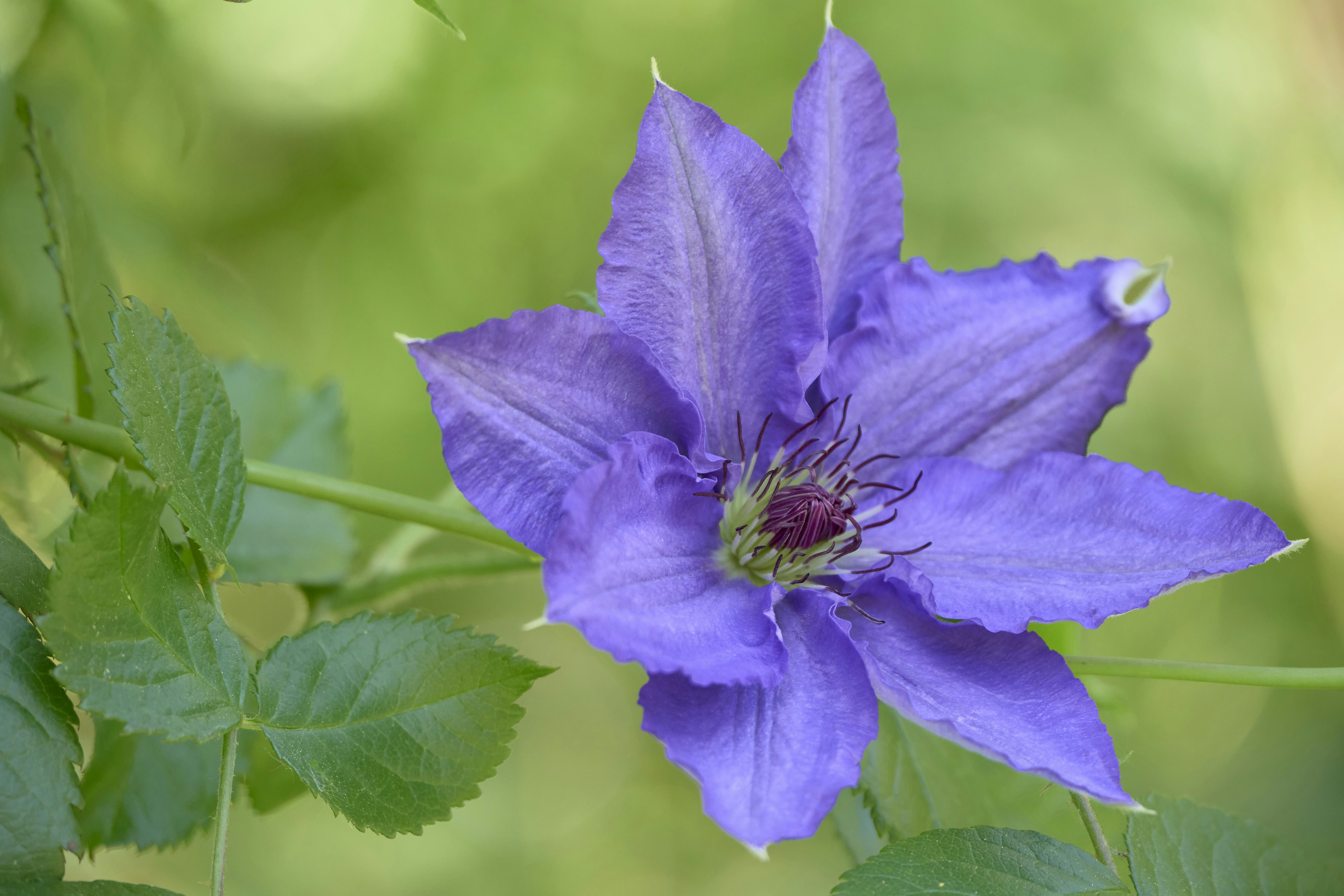 Purple Bloom in Focus: A Delicate Violeta Petal Against a Soft Green Backdrop