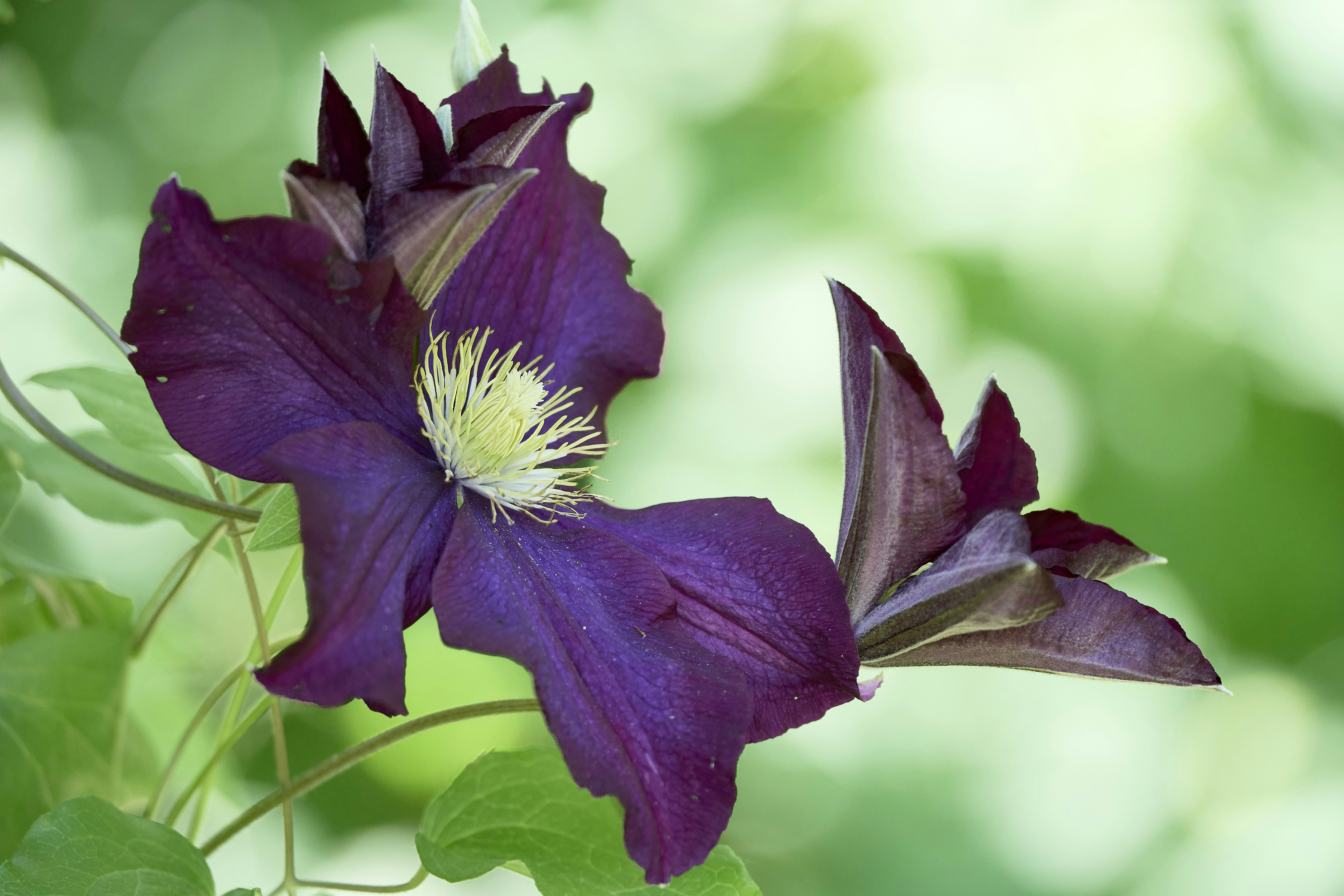 Velvet Bloom: A Close-Up of a Deep Purple Clematis in Soft Backlight