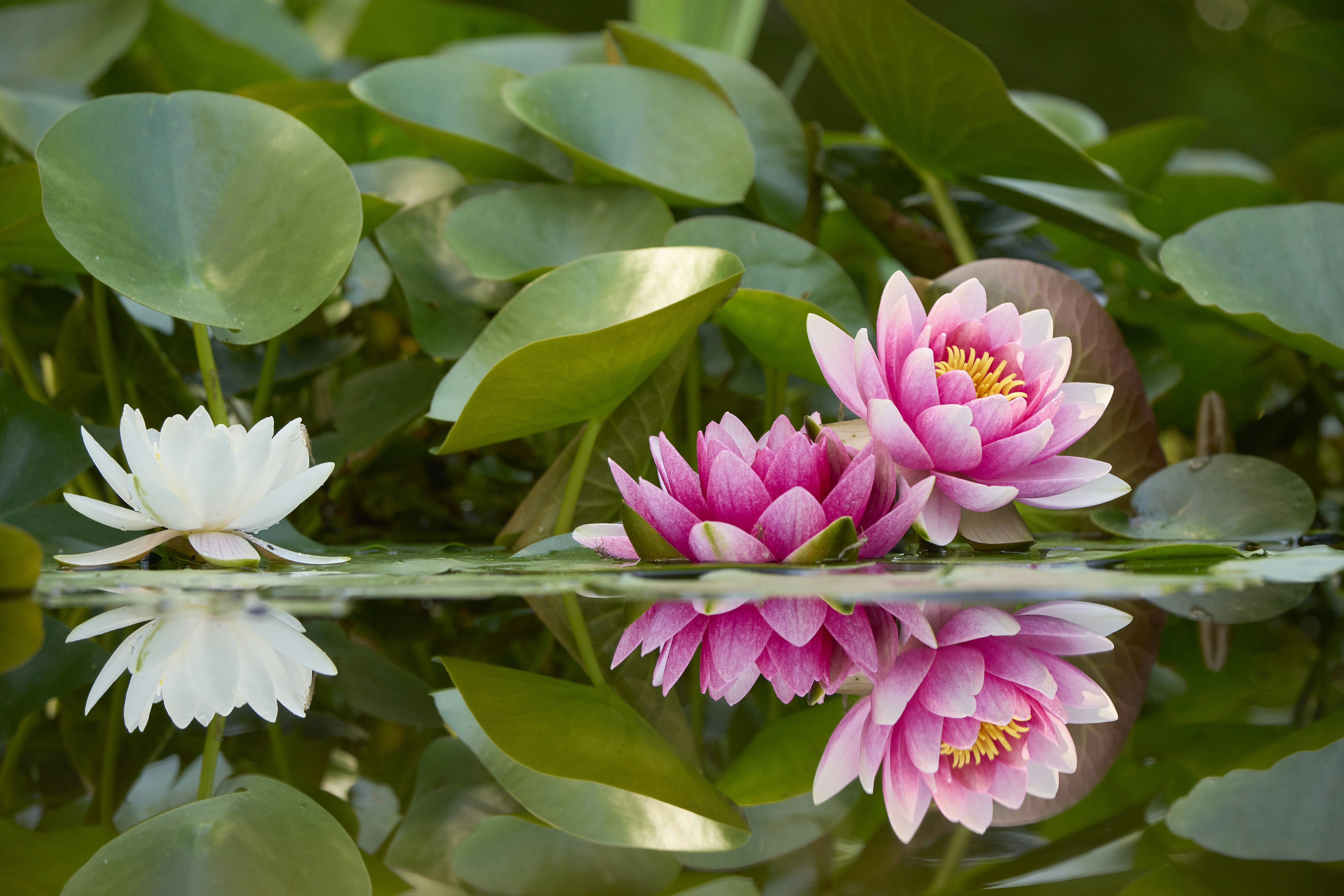 Pink Crown at Rest: A Waterlily Confluence
