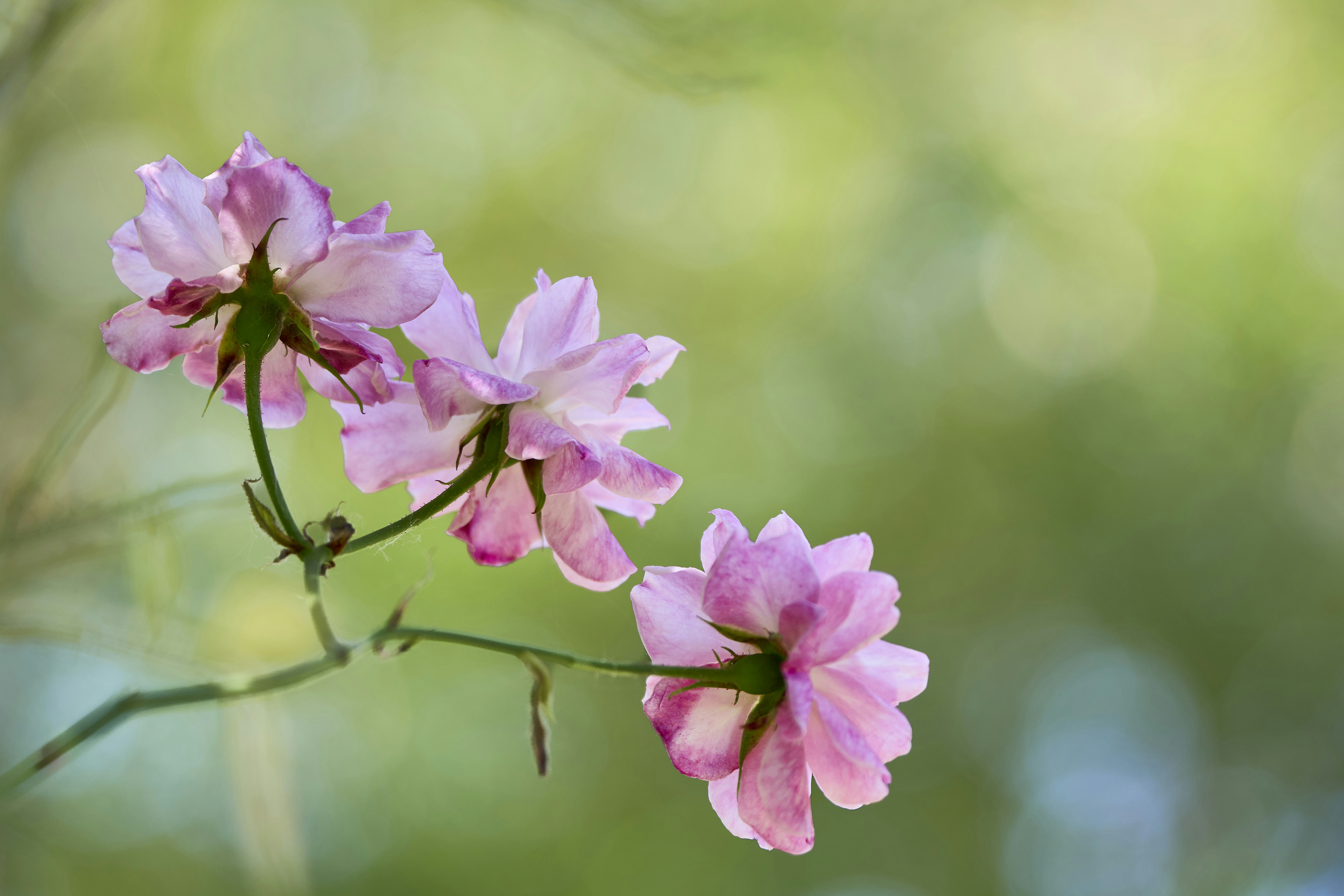 Delicate Pink Blooms on a Spiraling Stem