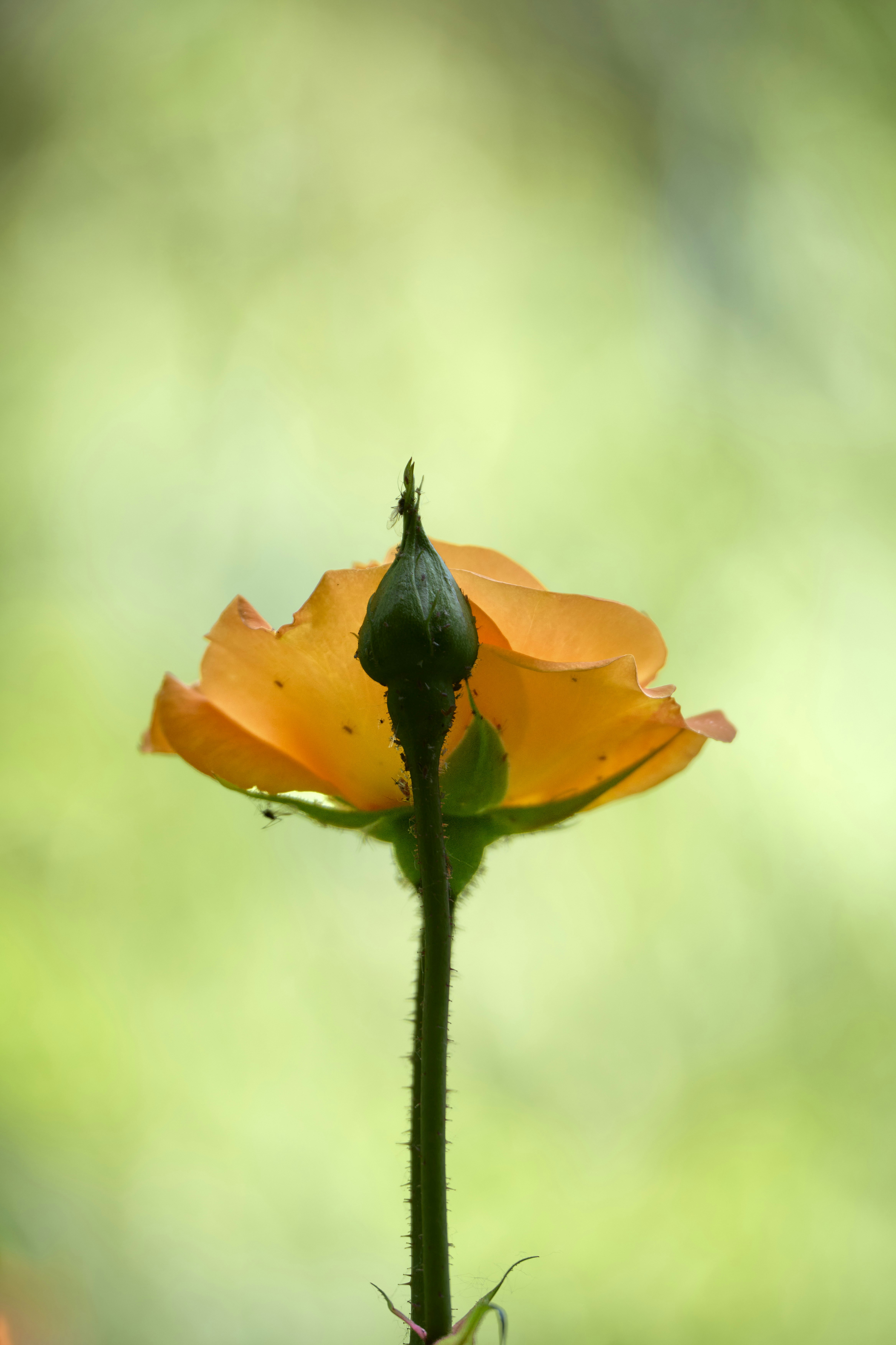 Emerging Blossom: A Sunset Orange Rosebud Reaching Toward Soft Backlight
