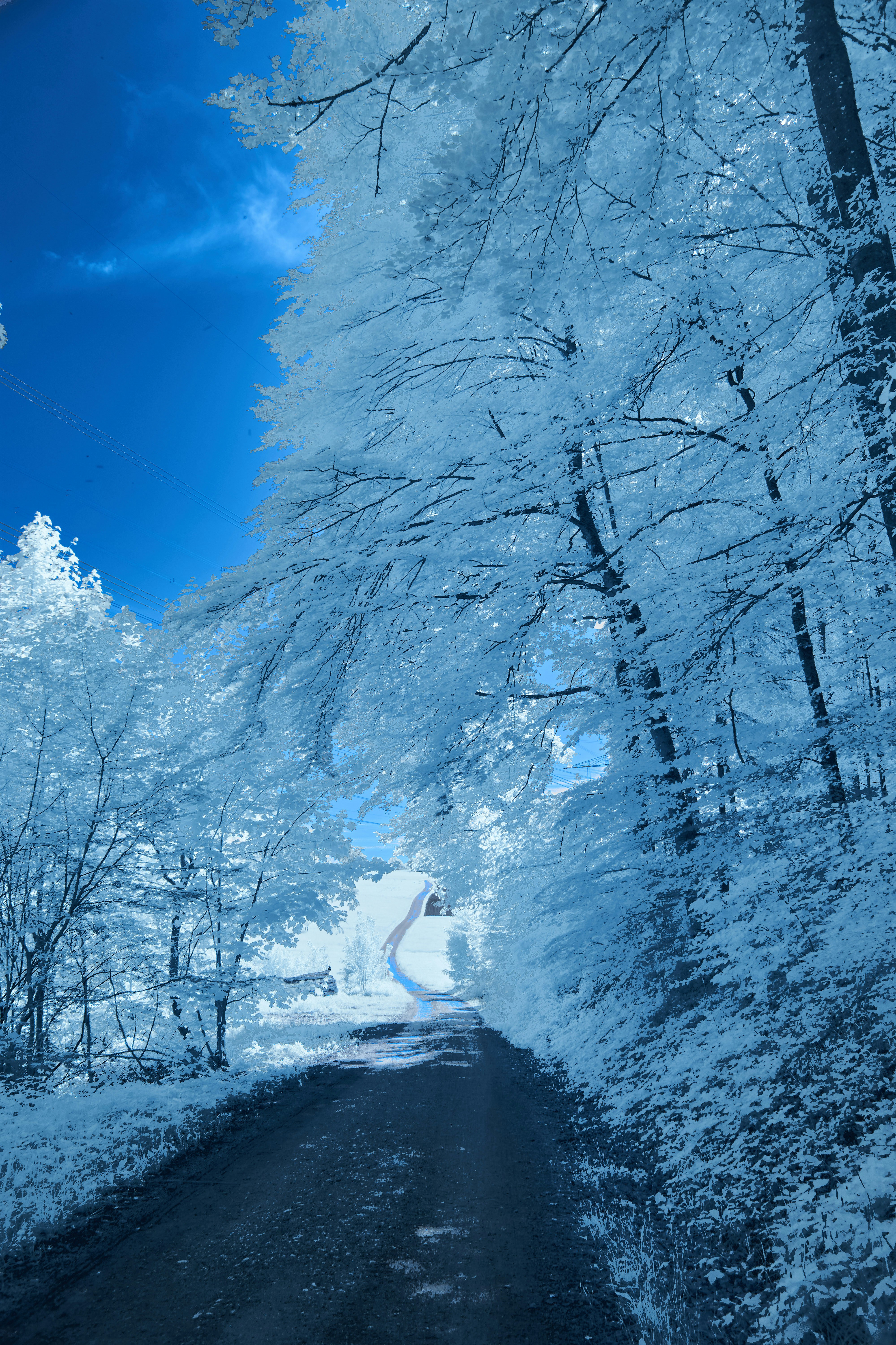 Icy Avenue: A Winter Infrared Path Through the Blue Forest