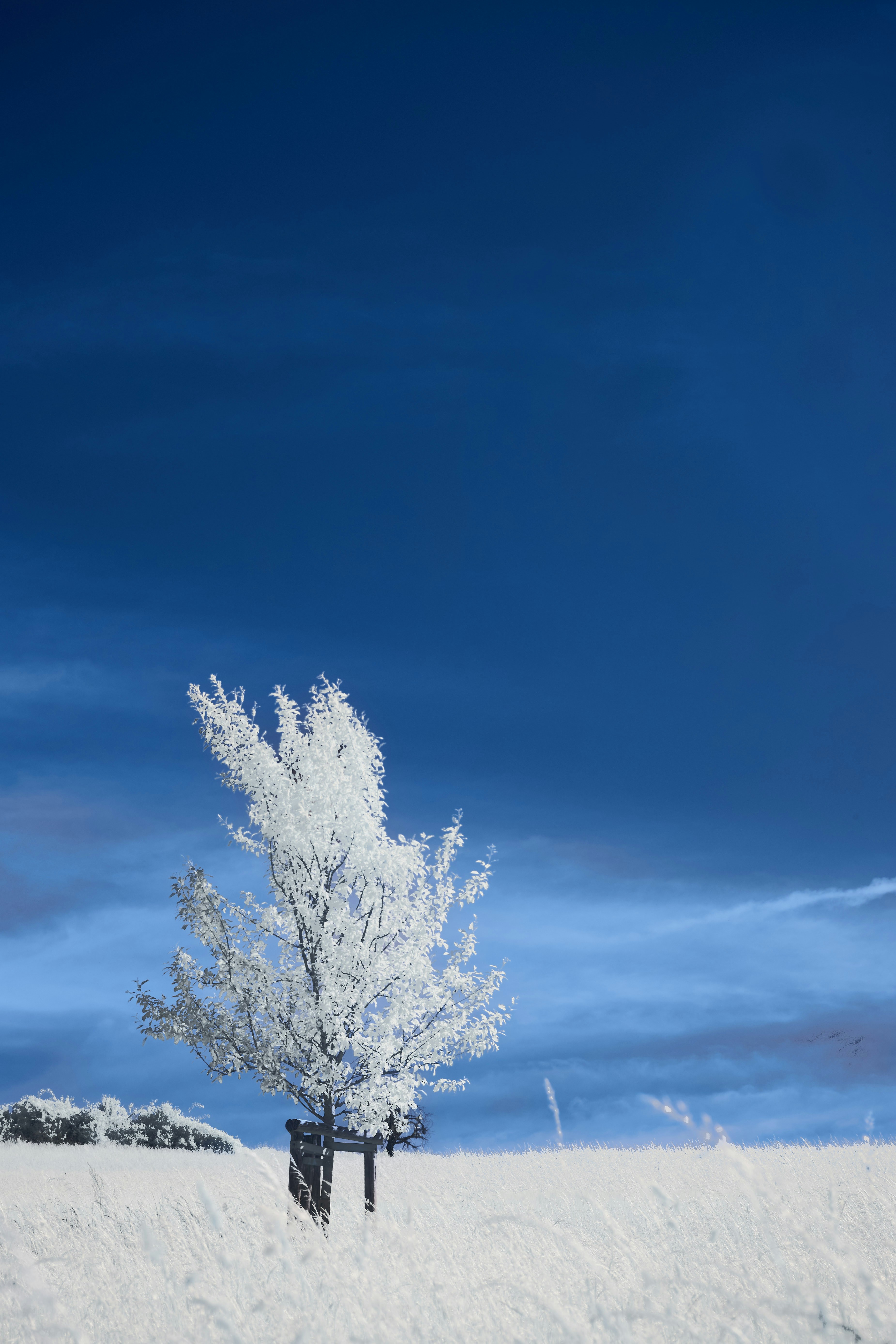 Silent White Tree Against a Deep Blue Sky