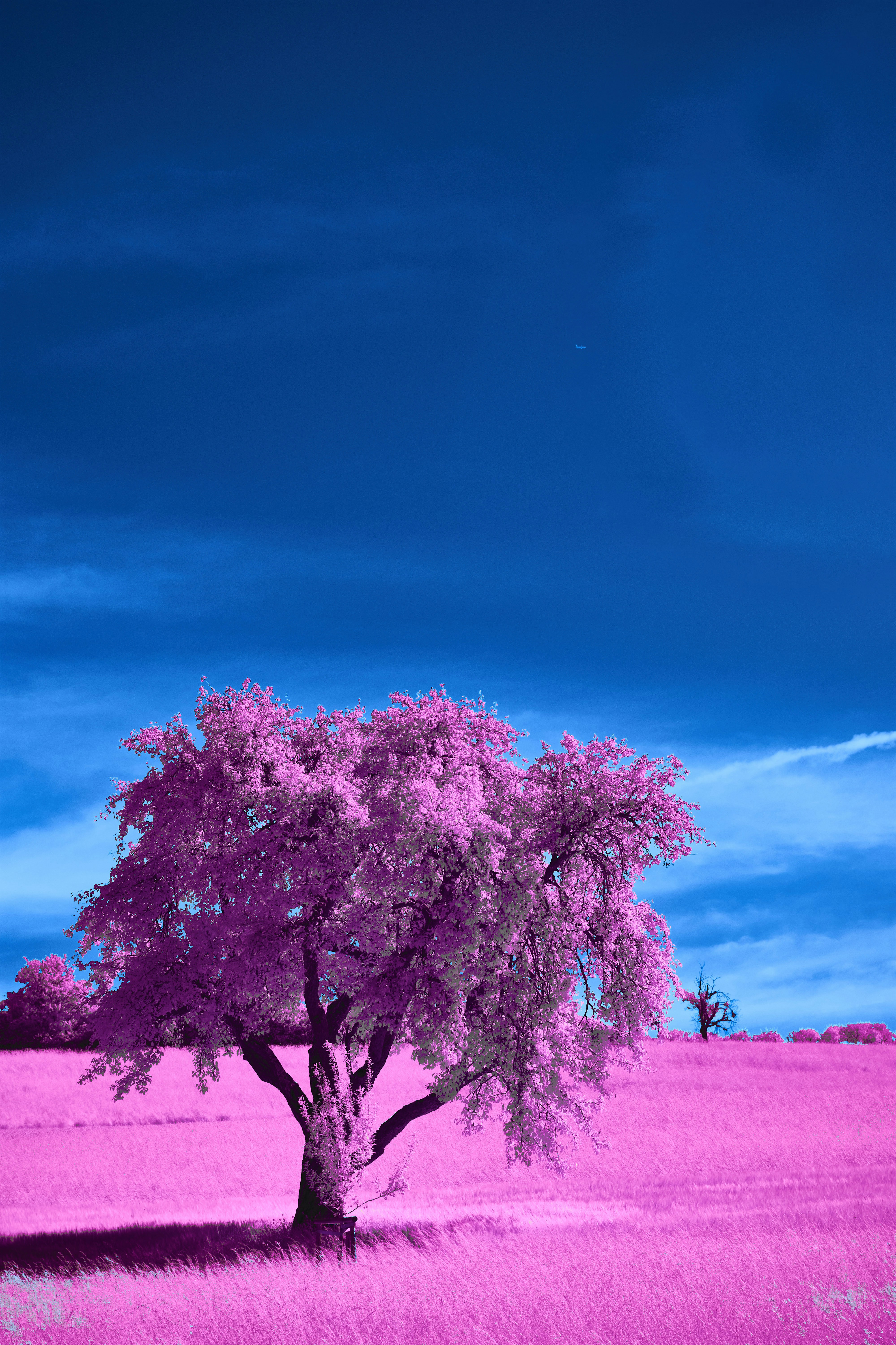 Pink Meadow Sentinel Under a Velvet Sky
