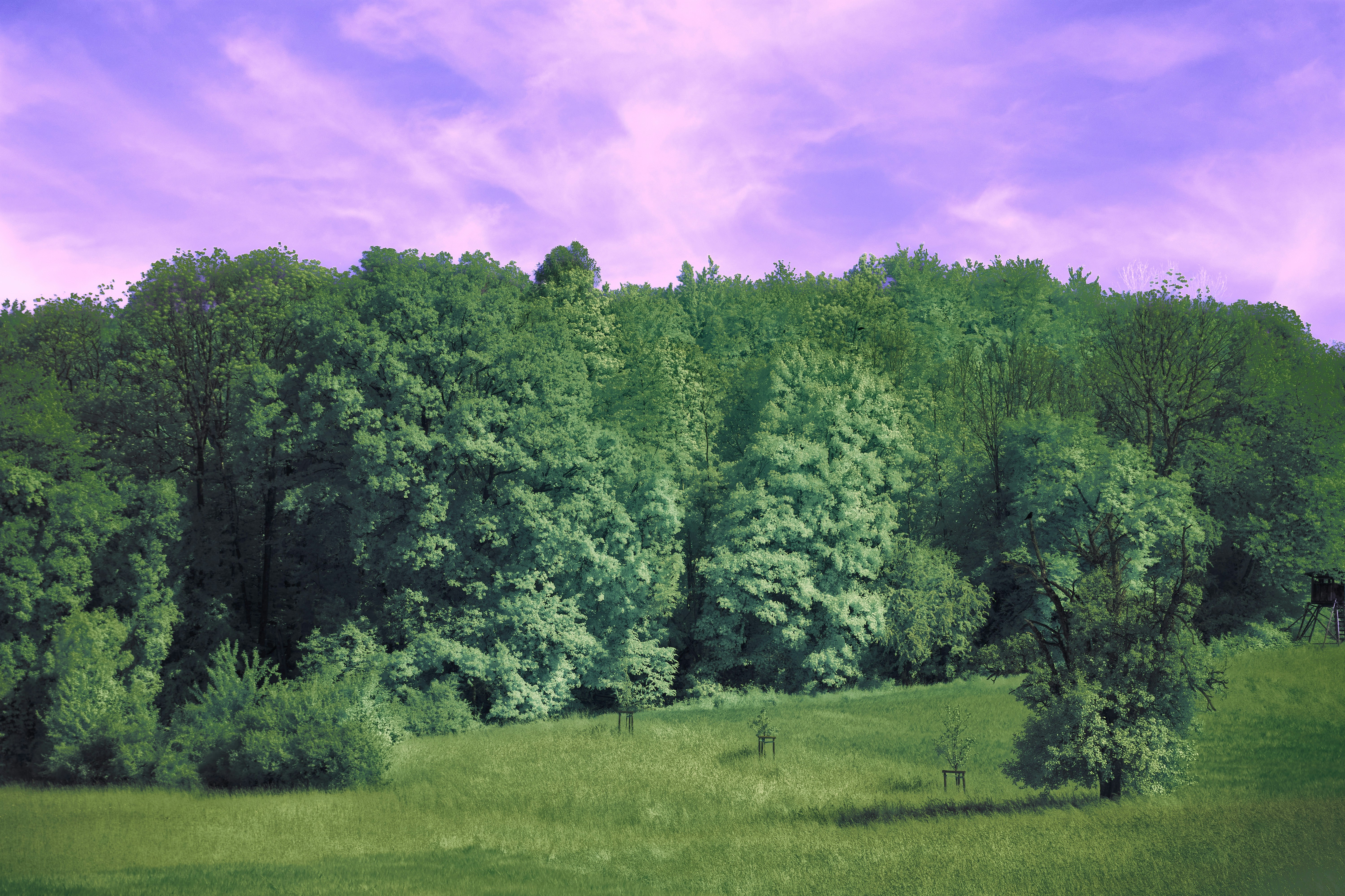 Sunlit Meadow and Forest Edge under a Lavender Sky