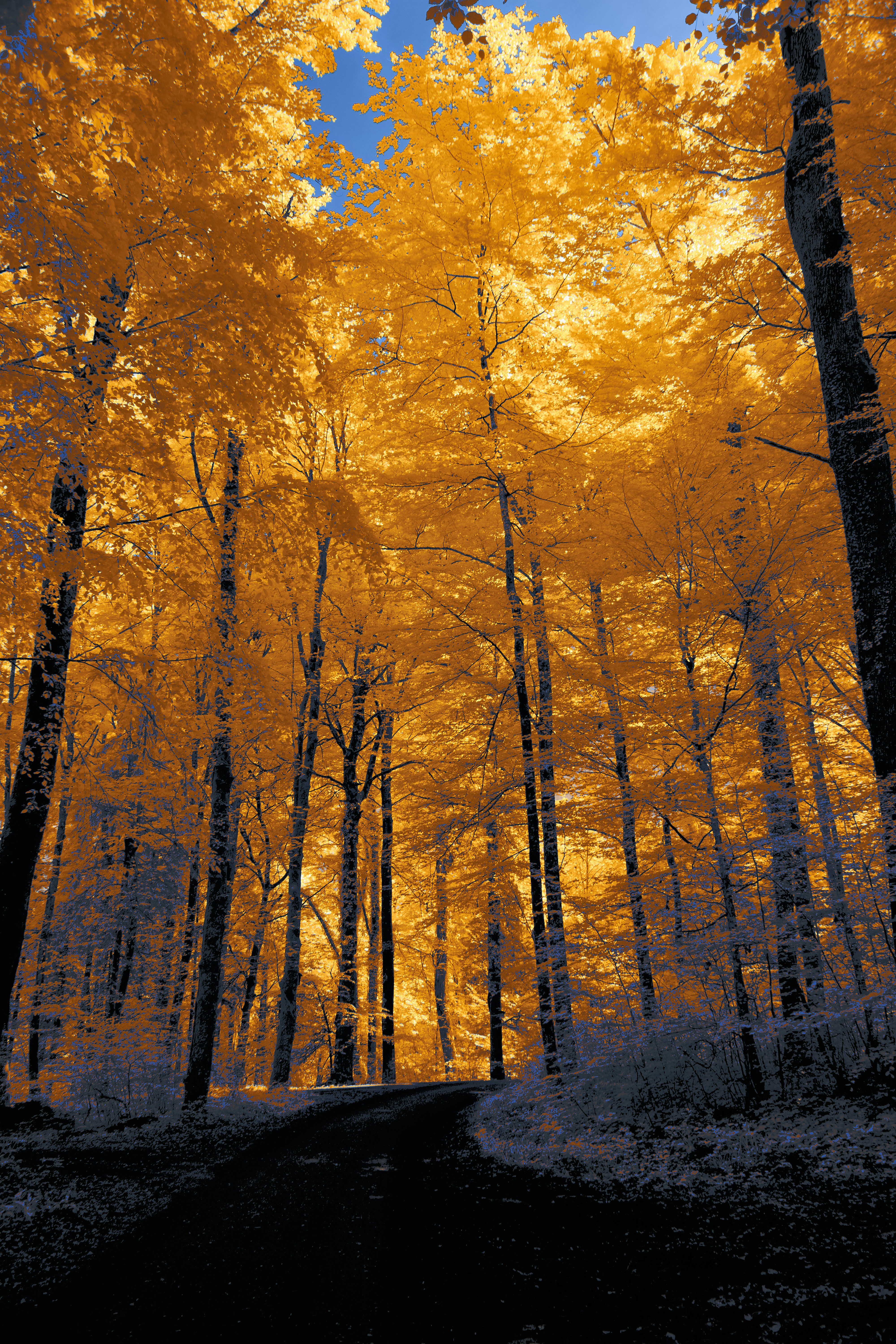 Golden Forest Path: An Autumnal Lift into Light
