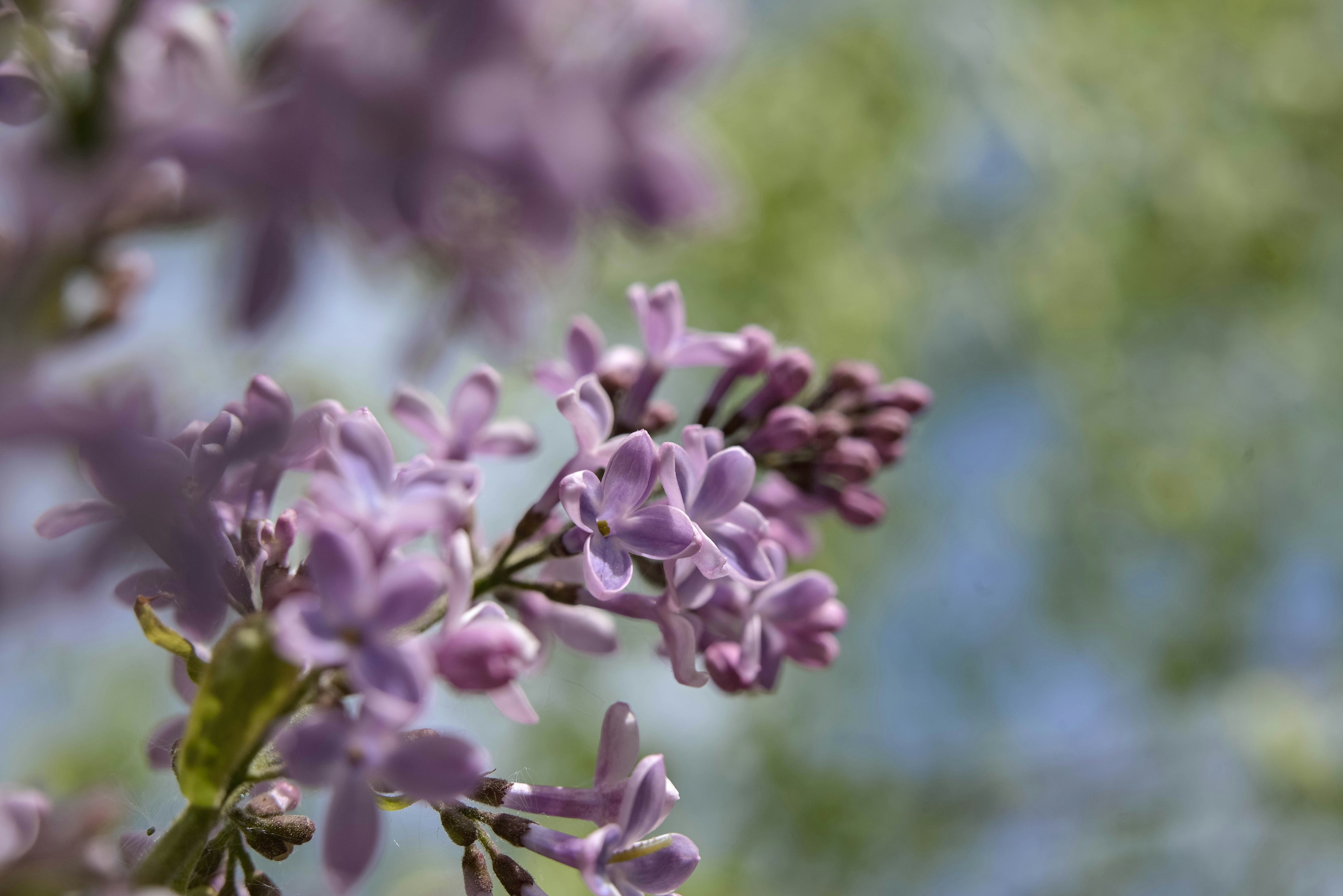  Lavender-cluster in bloom: soft focus petals against a sunlit backdrop 