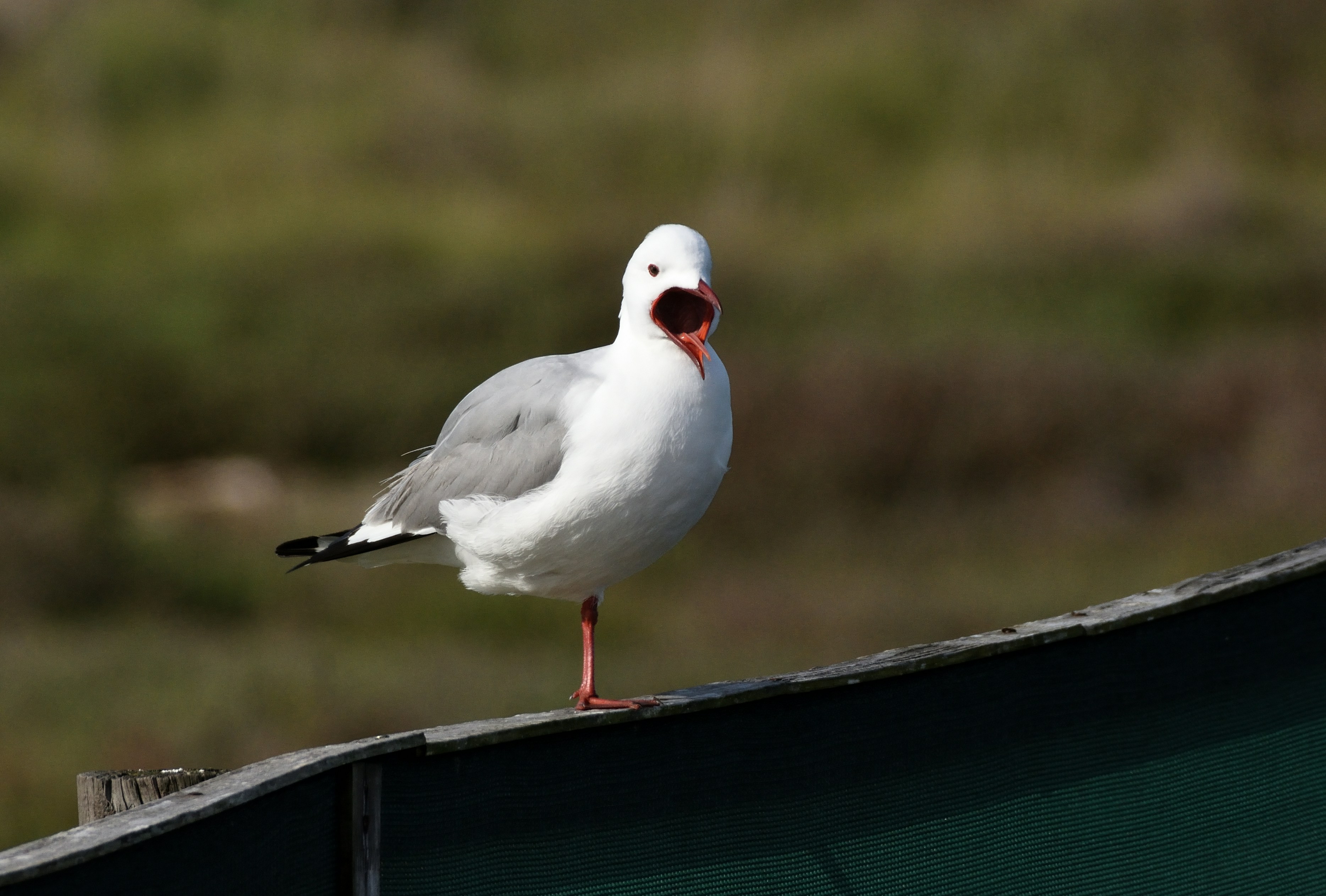A Seagull Perched on a Roof Edge, Mouth Open in a Cry