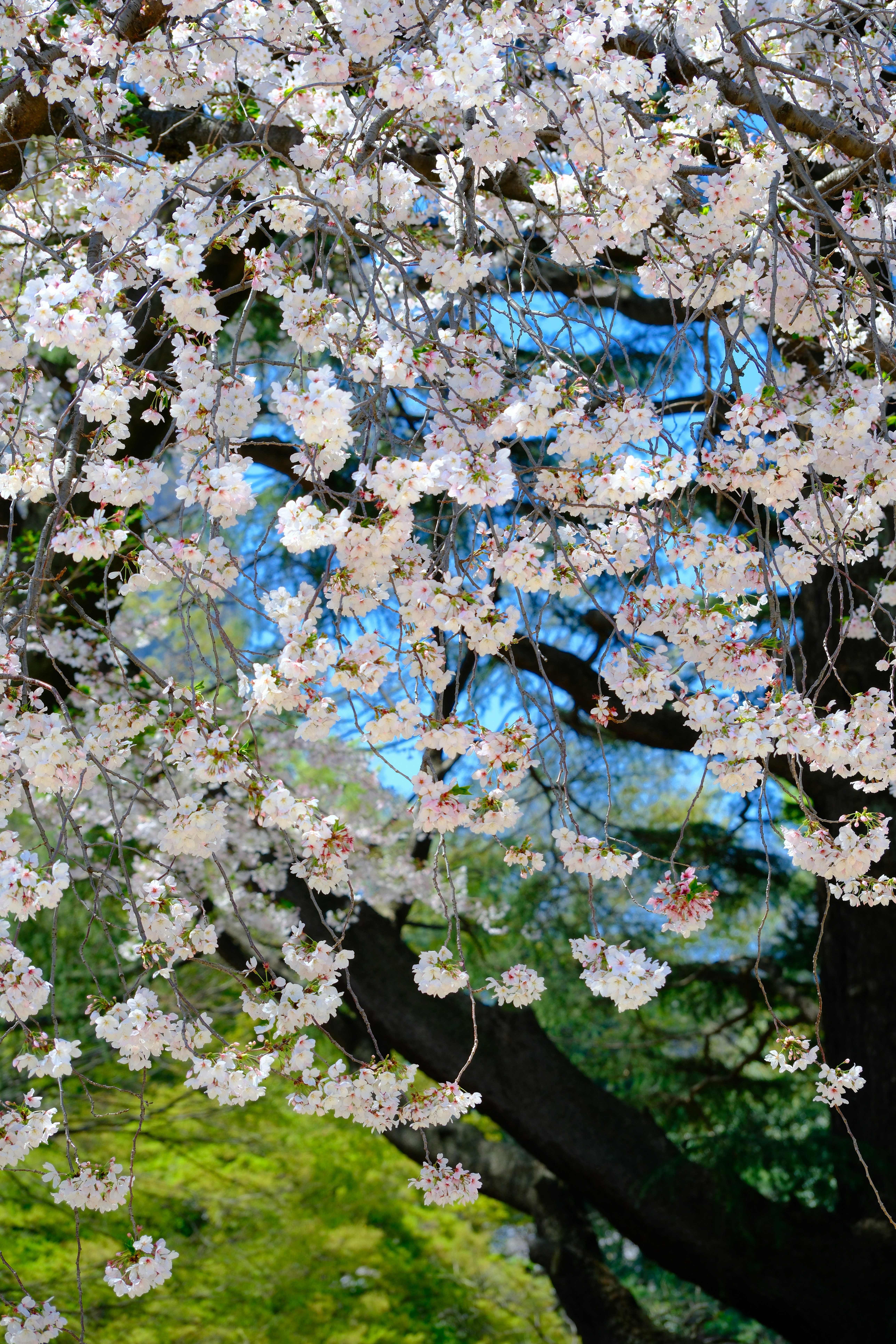  blossoms in a sunlit garden canopy