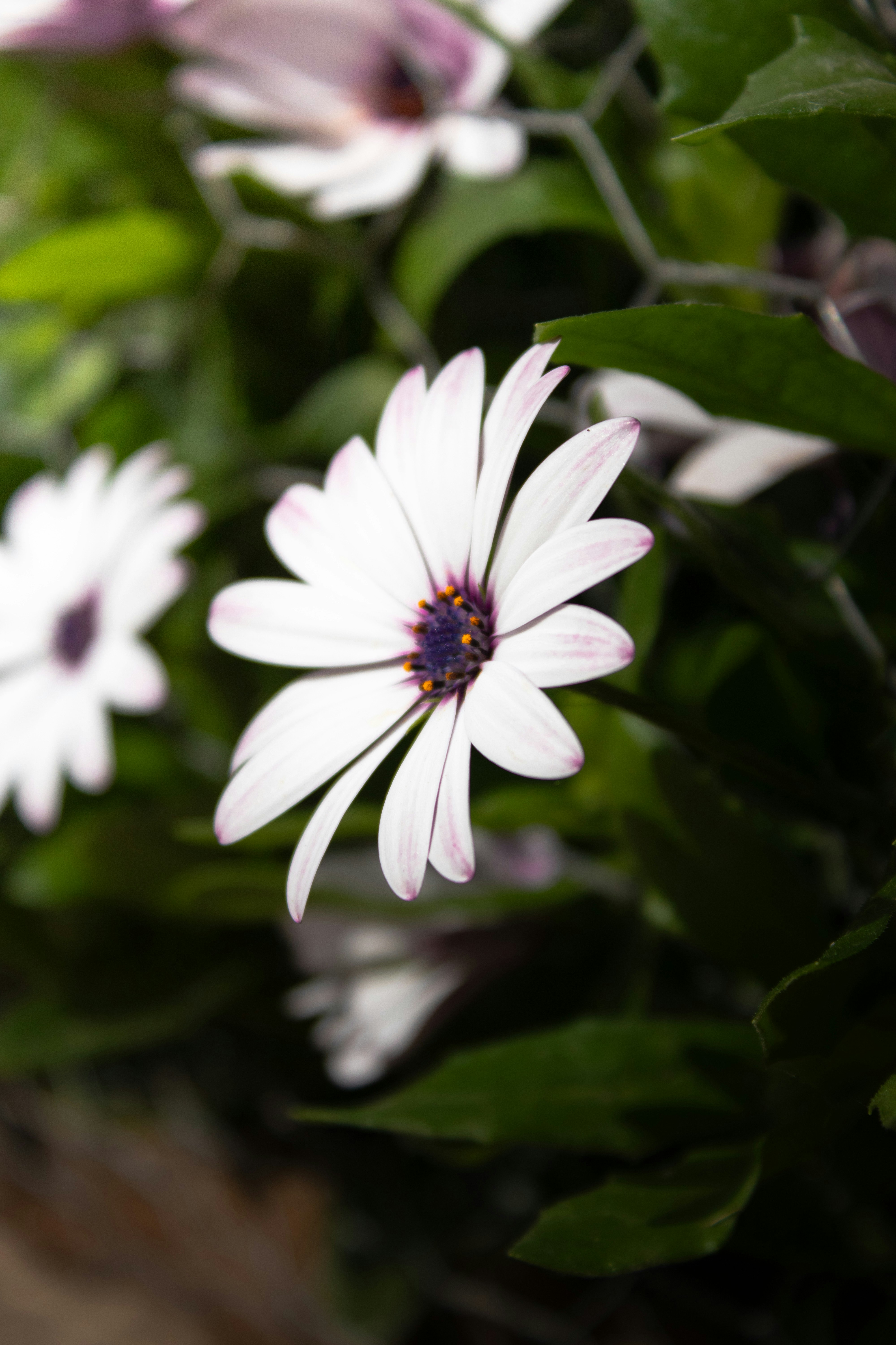 White daisies in bloom: a close-knit moment among glossy green leaves