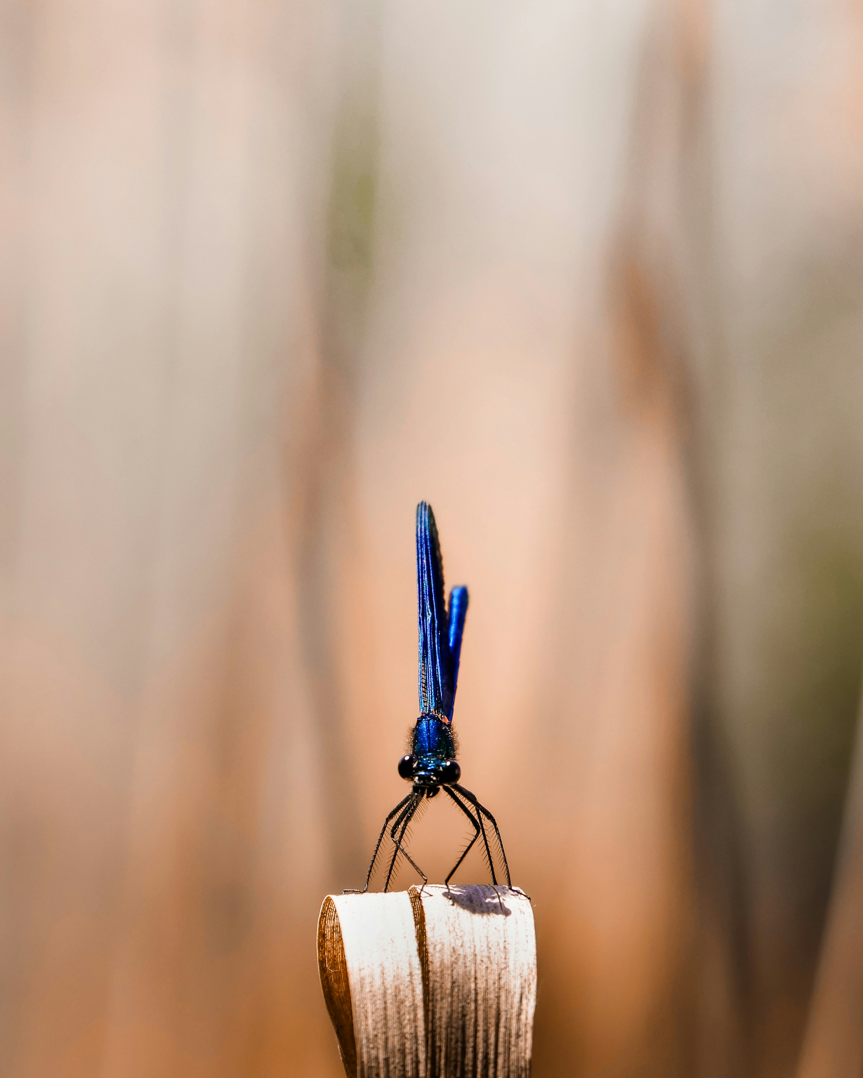 Azure-Handled Dragonfly Perched on a Curved Reed