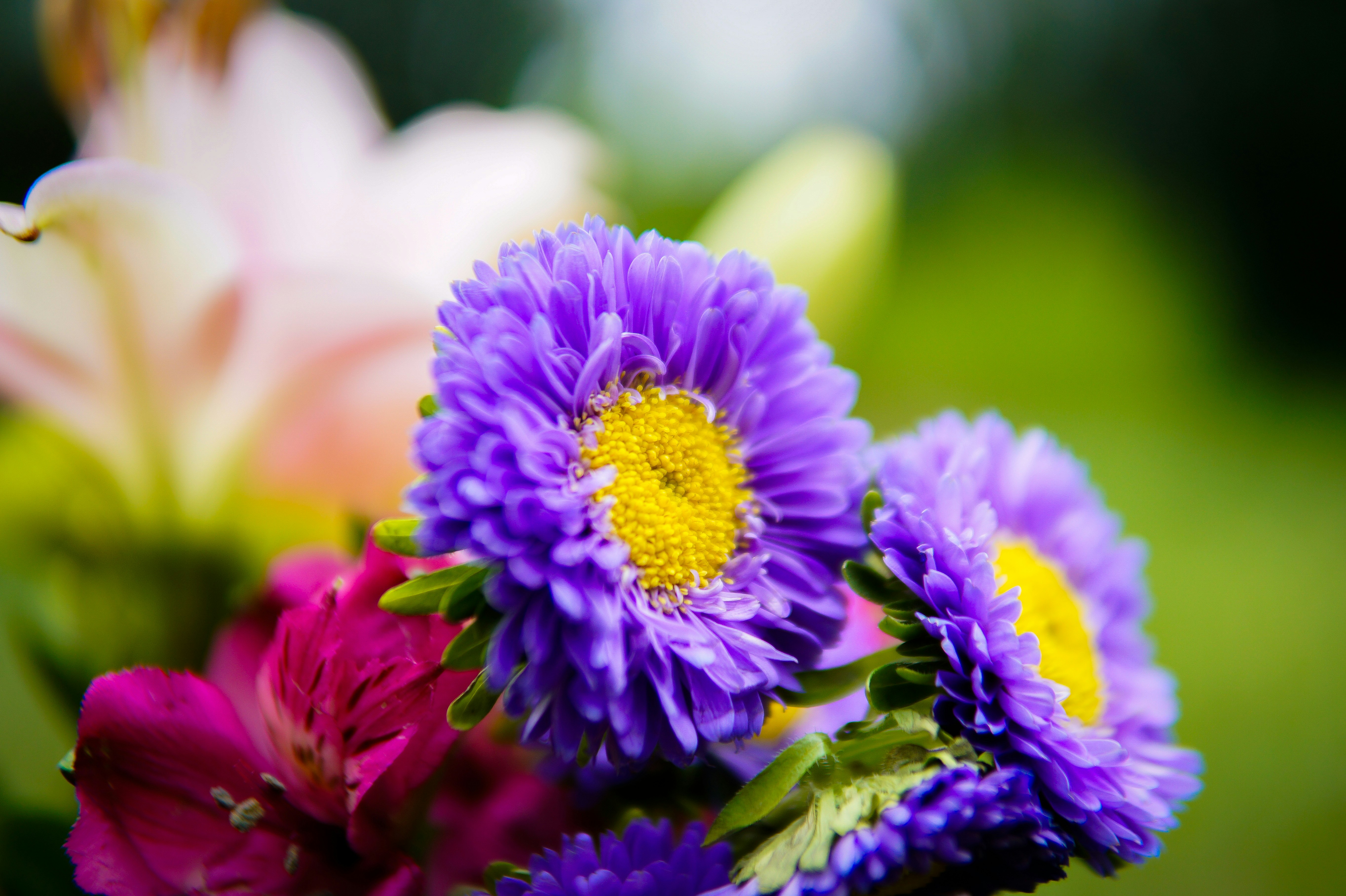 Violet Florals in Focus: A Burst of Purple and Yellow