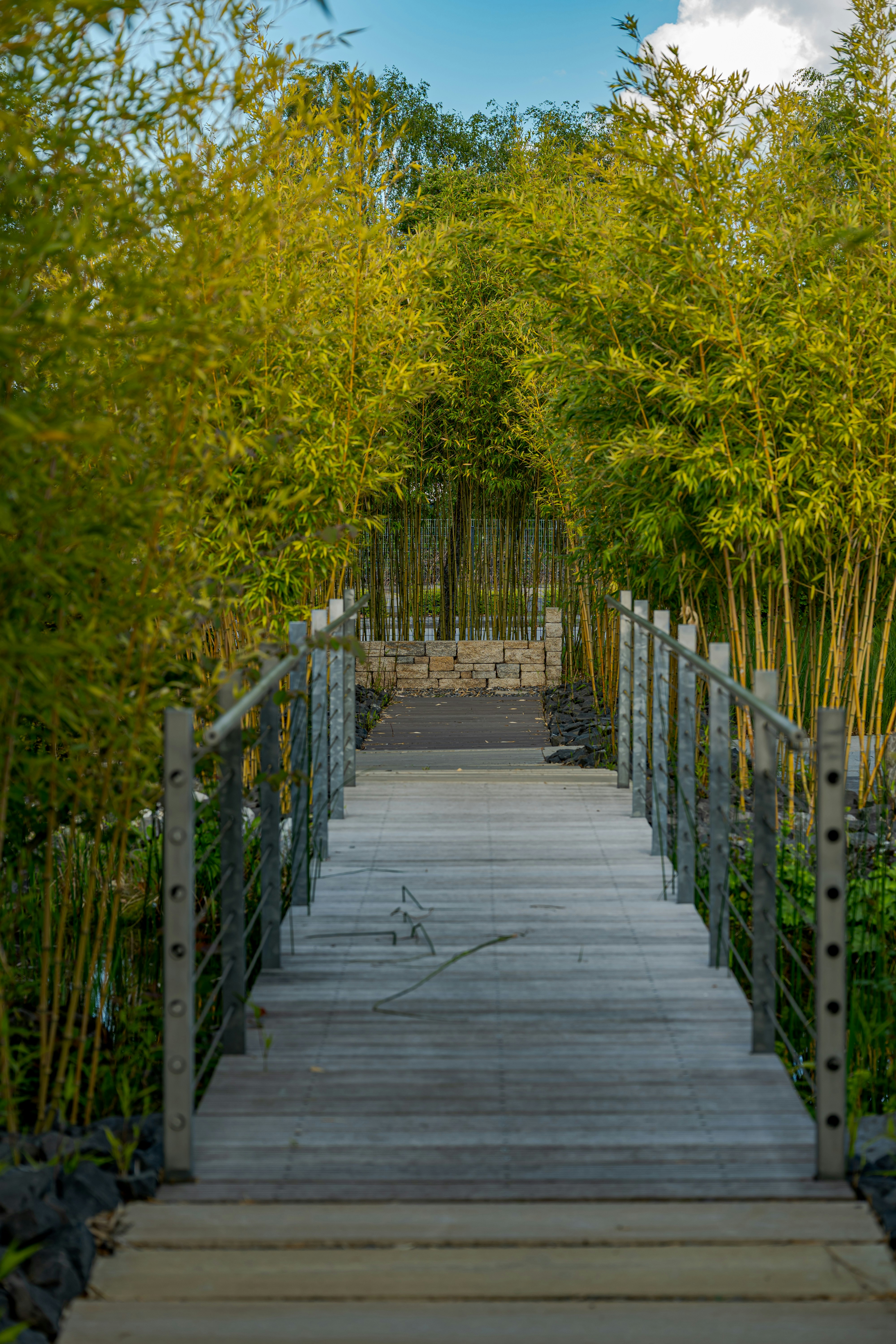 Bridge to Greenery: A Quiet Walk Through Bamboo Cannopy