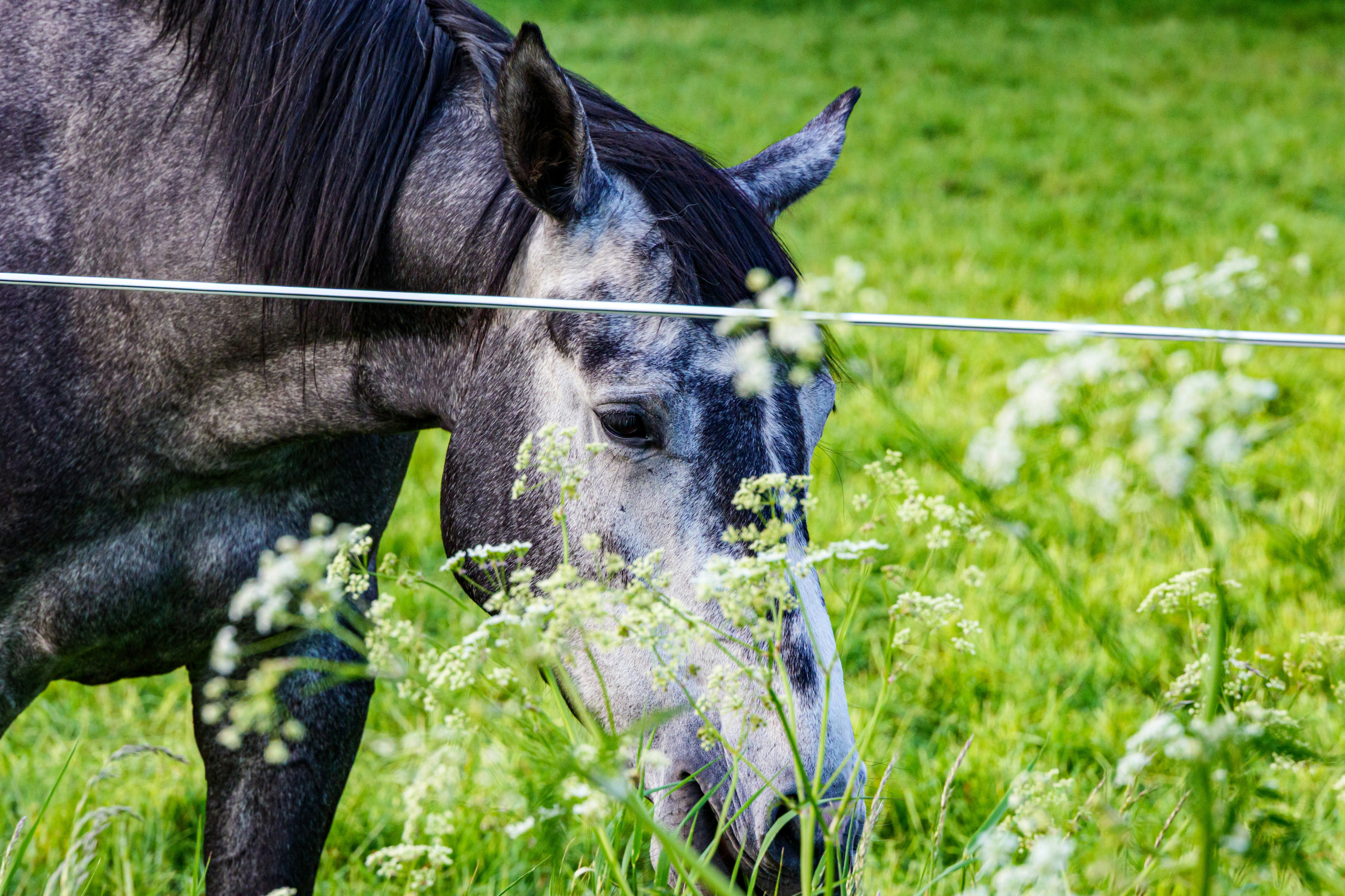 Pasture Gaze: A Grey Horse at Close Range