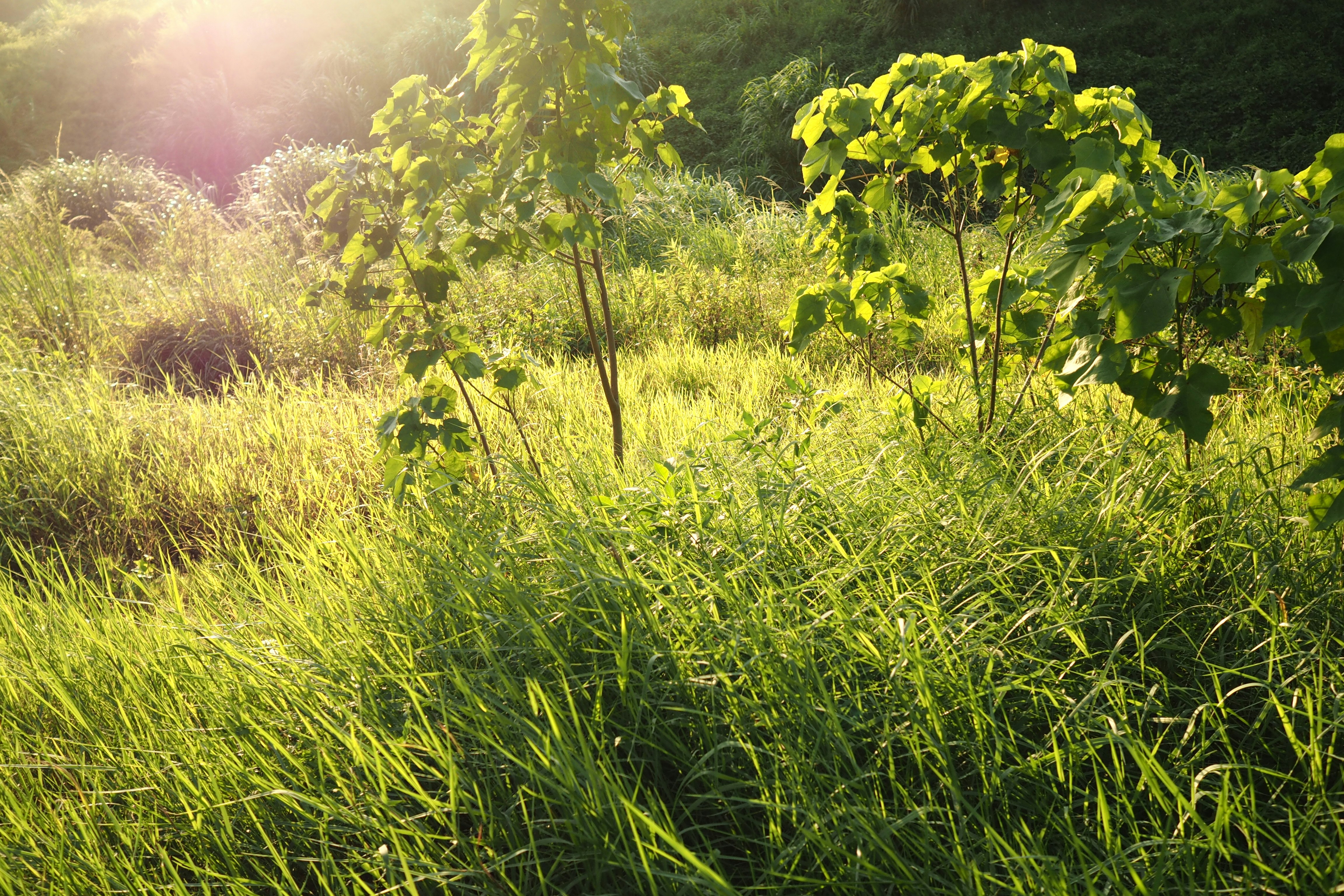 Sunlit Vines in a Quiet Meadow