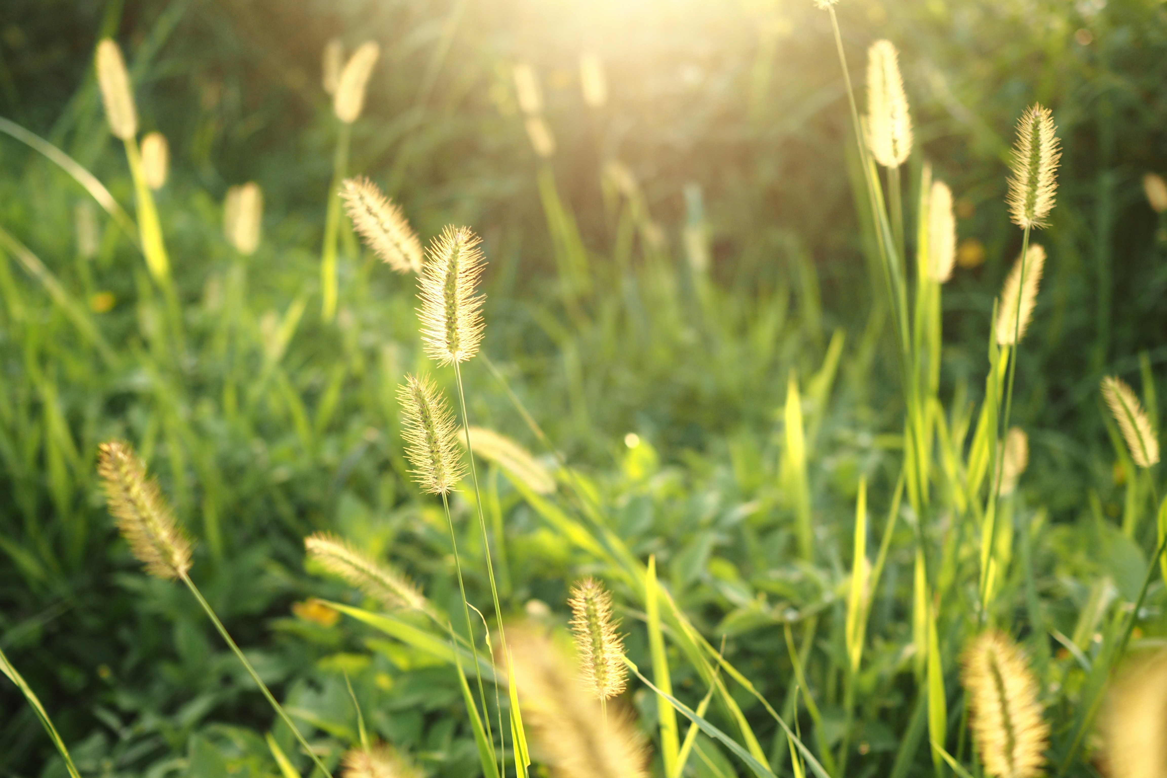 Sunlit Foxtail Meadow at Golden Hour