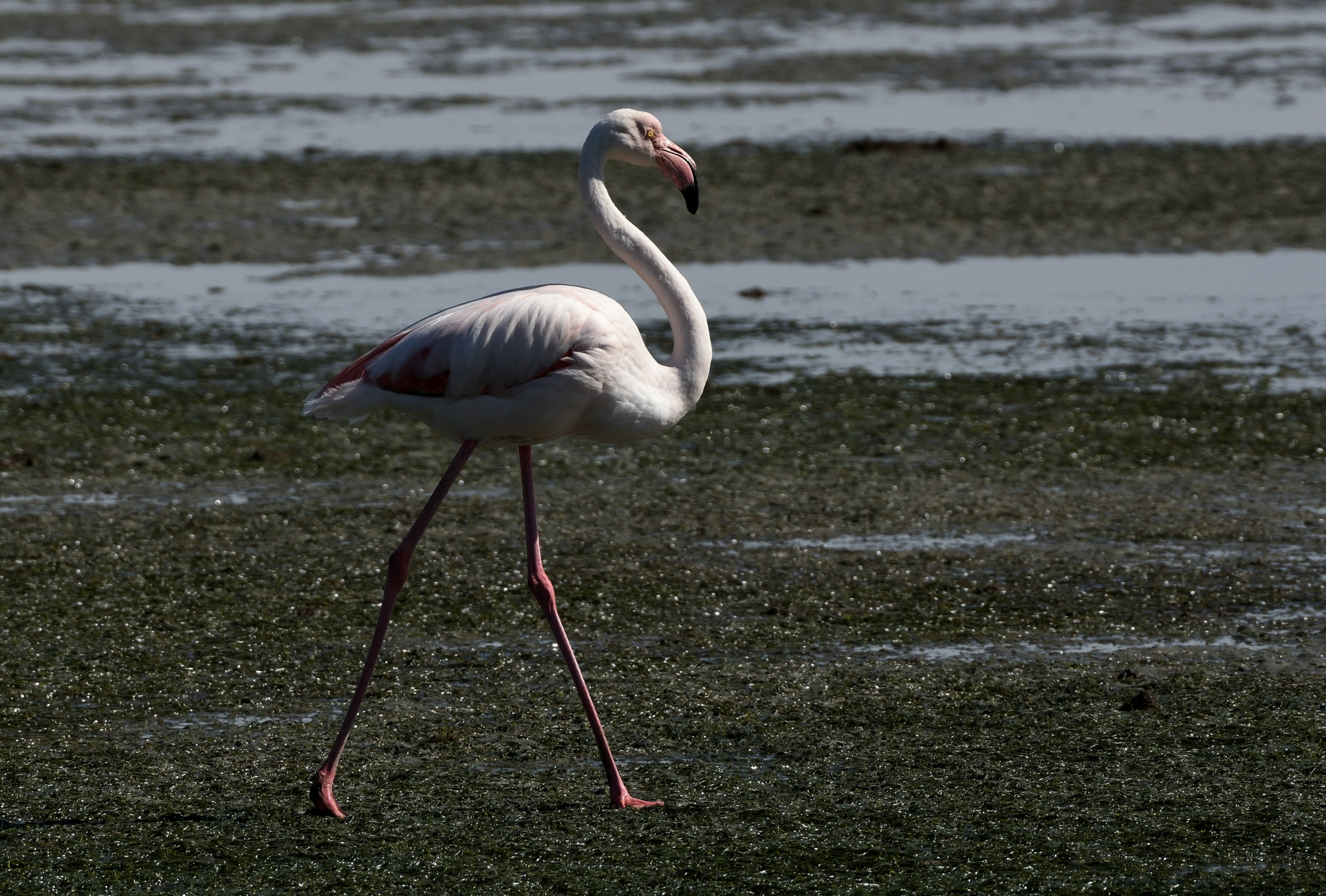Elegance on Mudflats: A Flamingo Stride Against the Tidal Heather