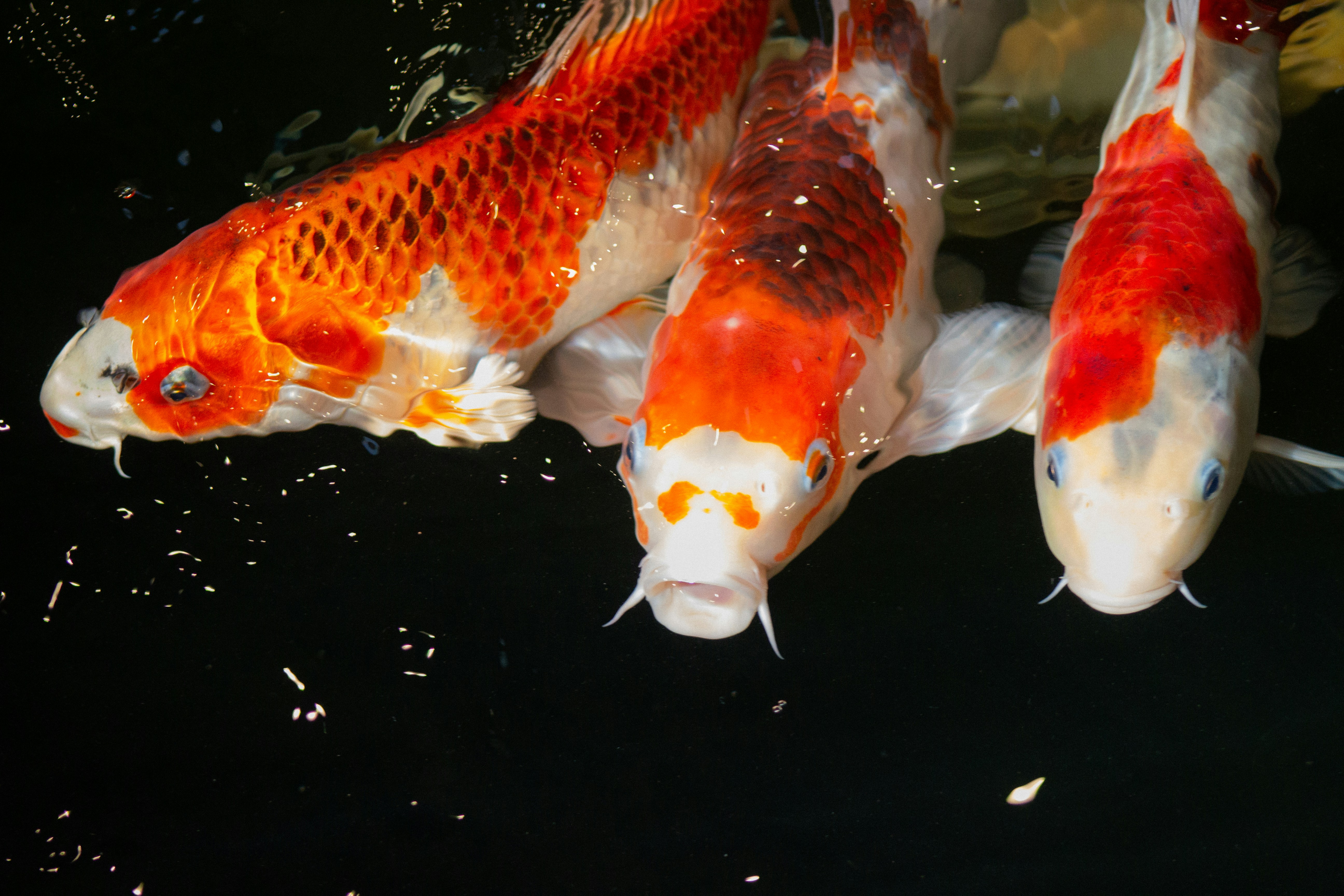 Crimson Koi Convergence at the Water’s Edge