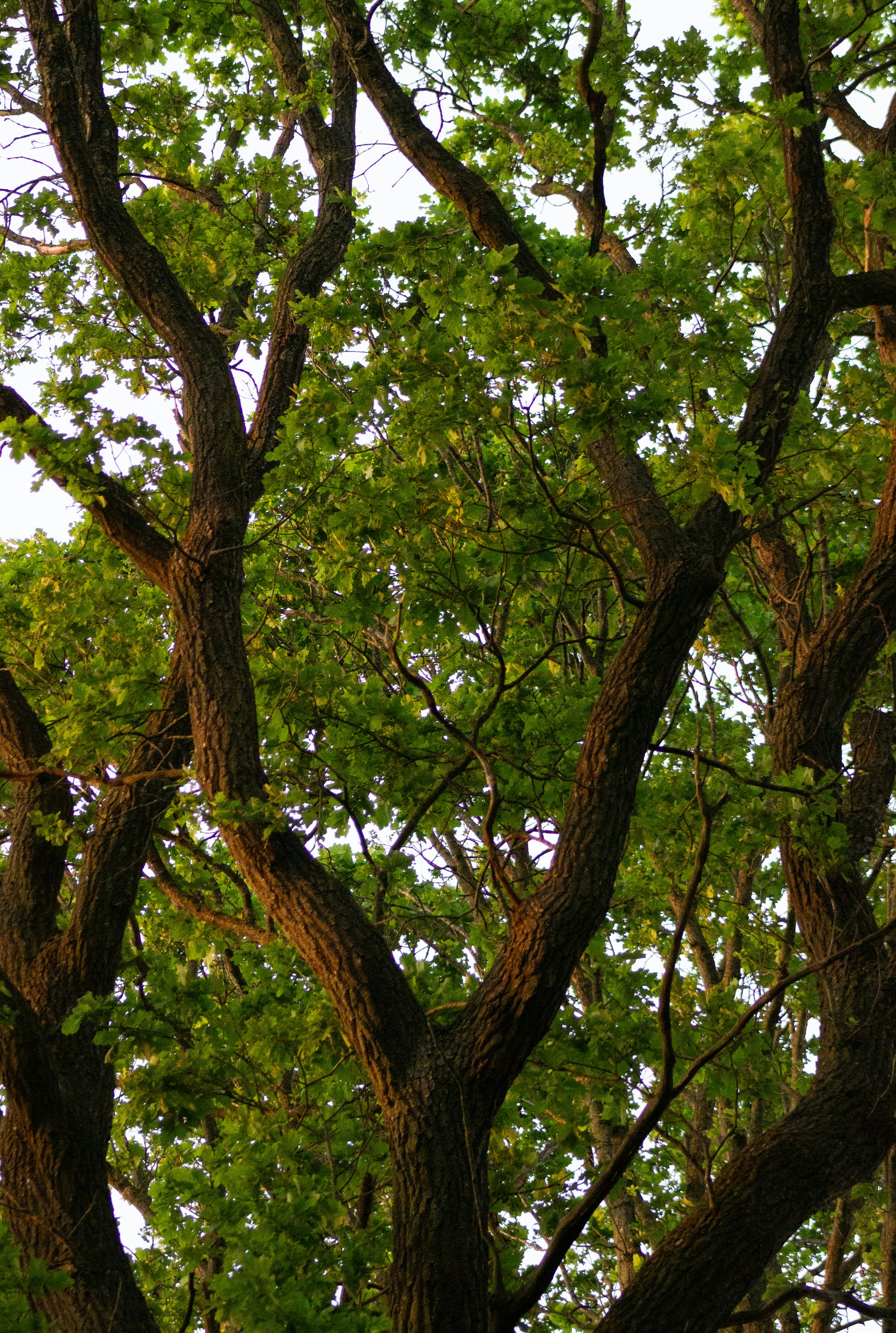 Verdant Cathedral: A Network of Oaks Reaching Toward the Sky