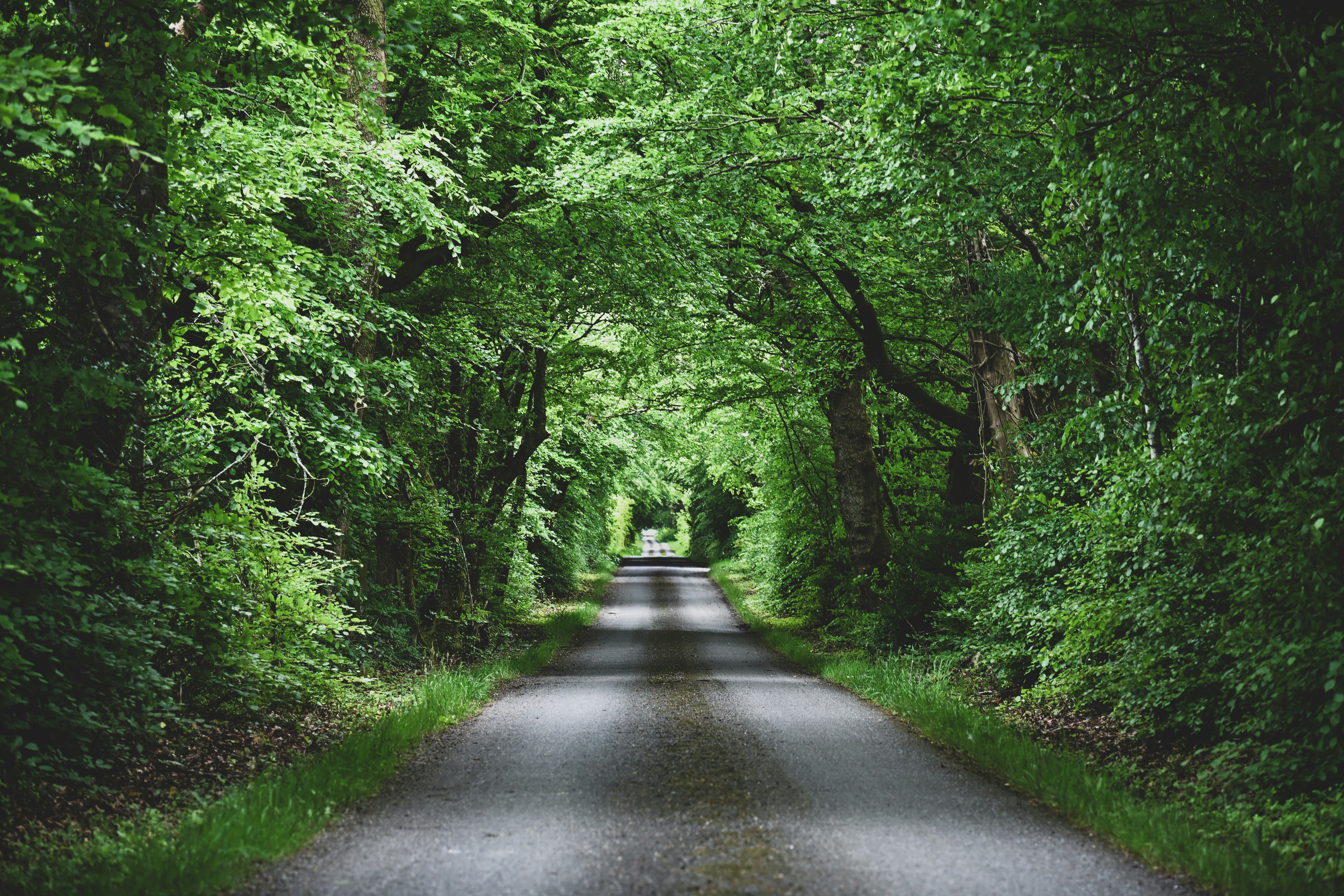 Canopy Road: a Green Tunnel Leading to Light