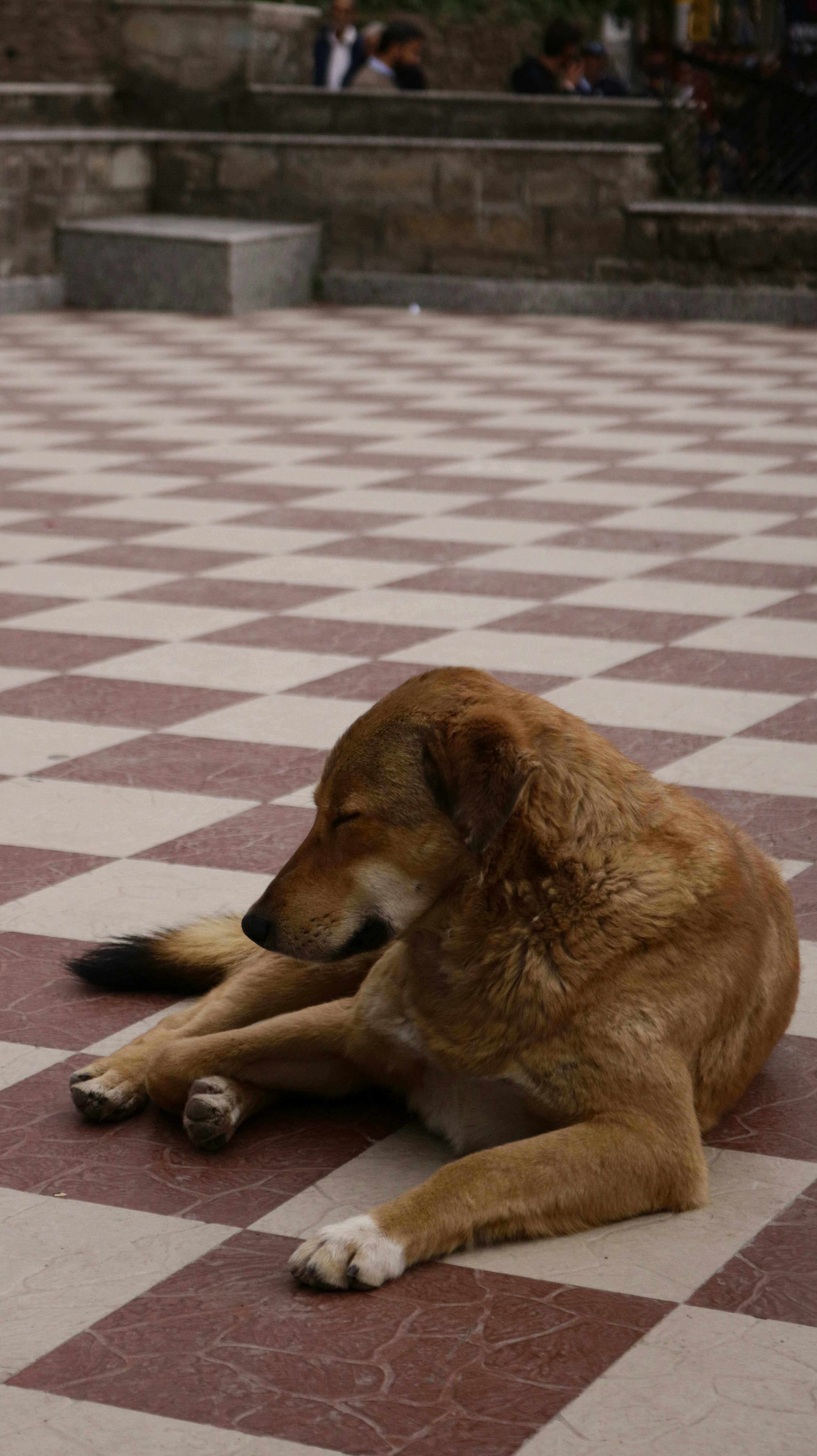 Lounge among Tiles: A Relaxed Night-Hazed Dog