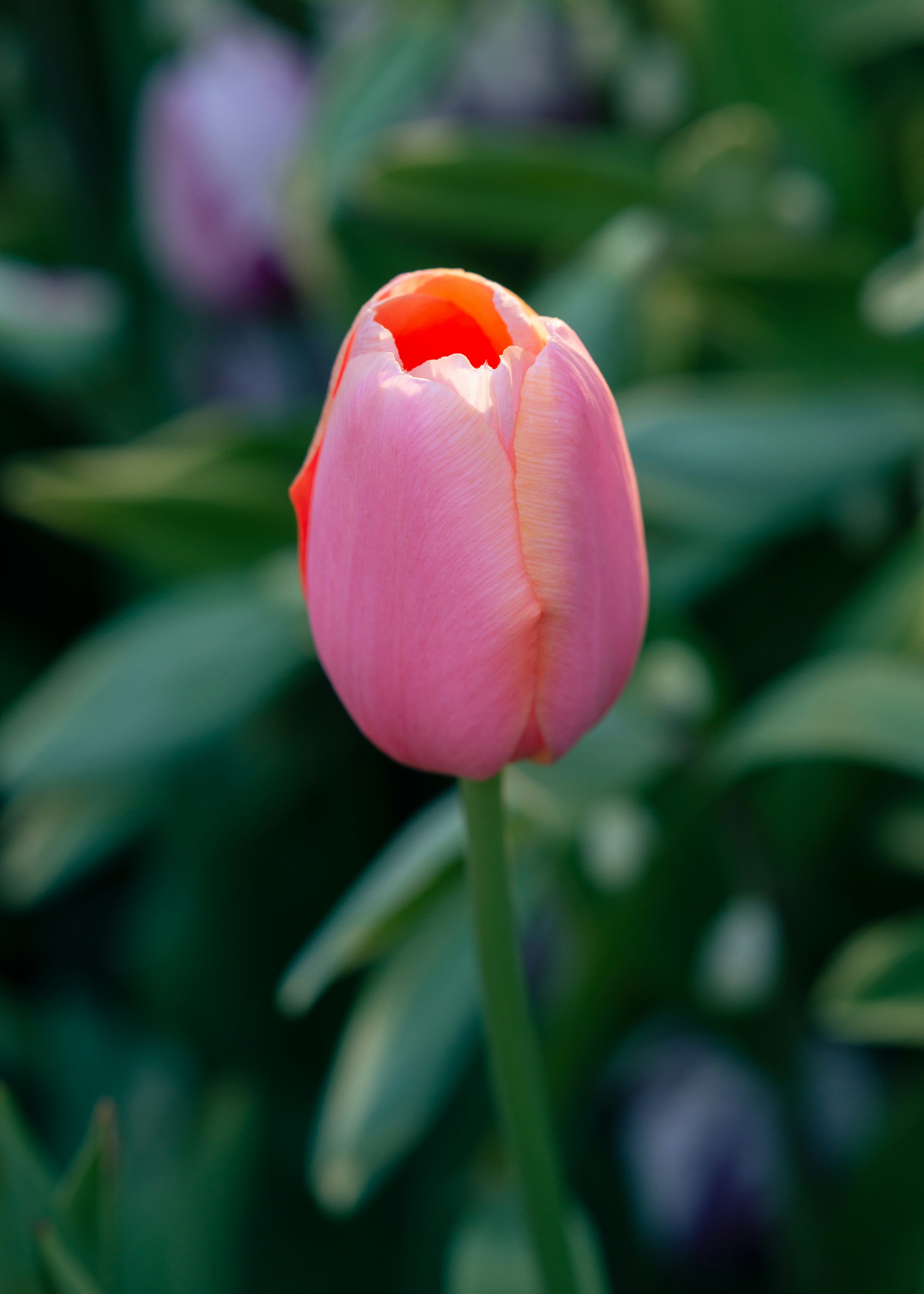 Pink Tulip Portrait: A Cropped Moment of Soft Petal Light