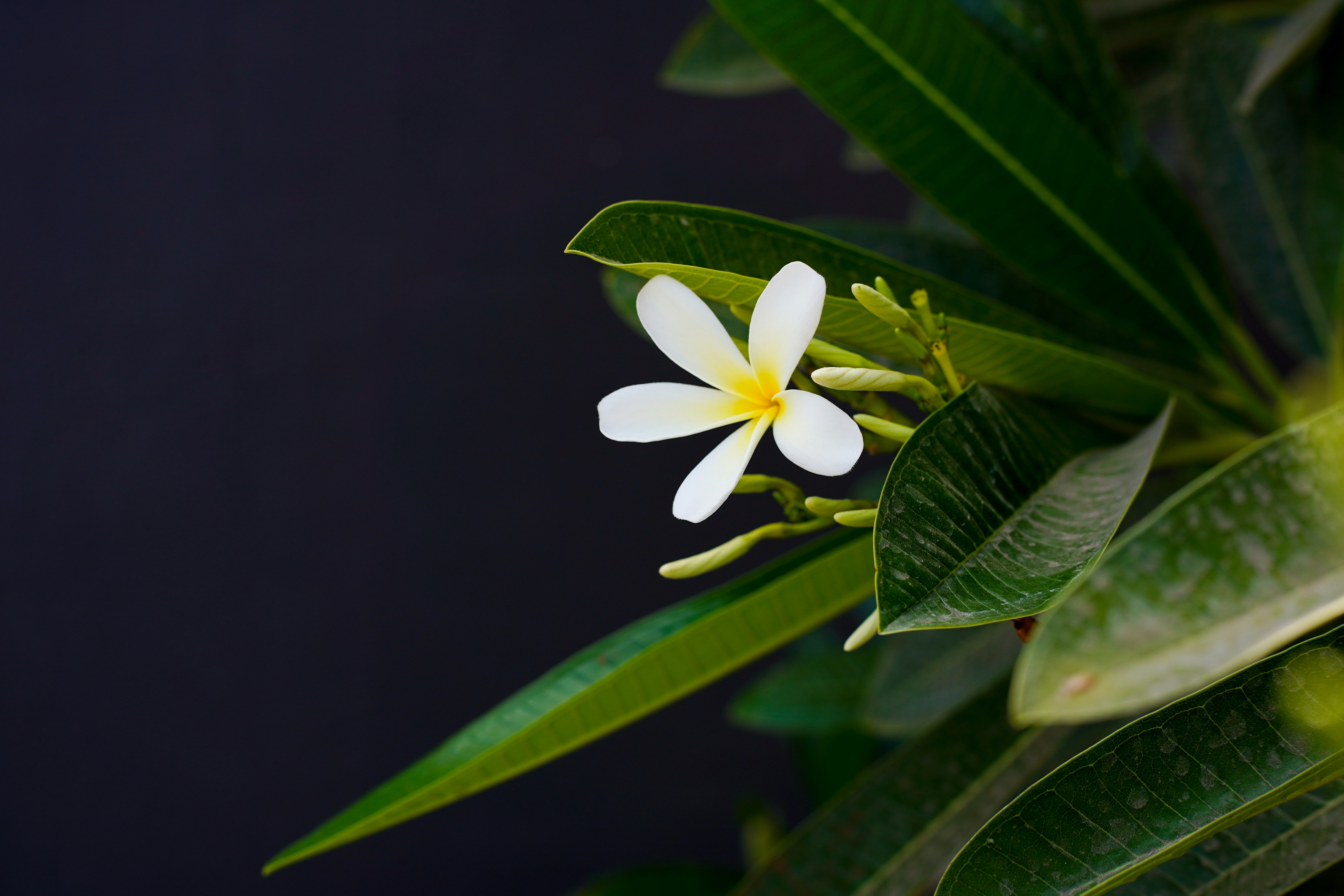 White Plumeria Bloom Framed by Dark Velvet Backdrop