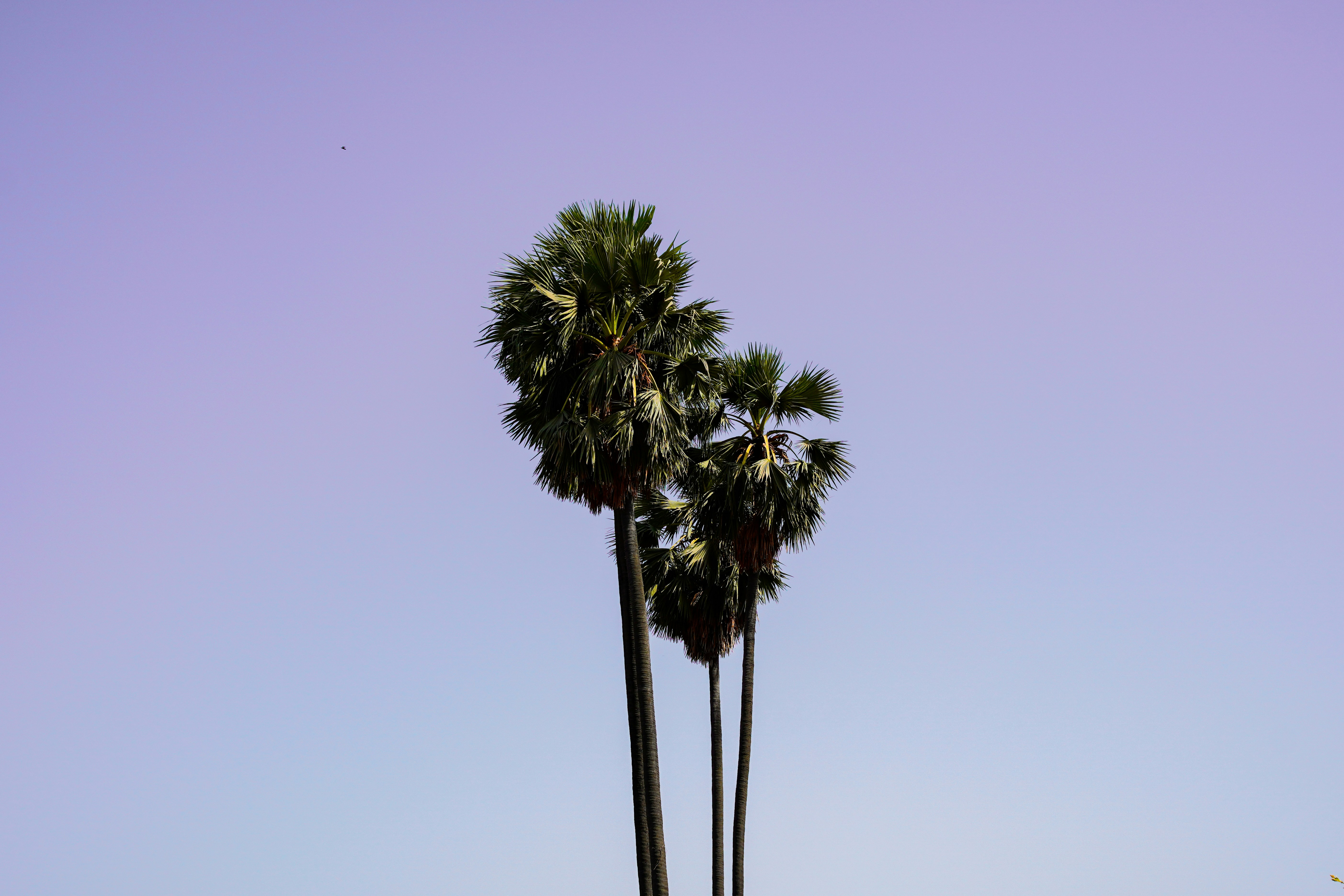 Twin Palms Under a Violet Sky