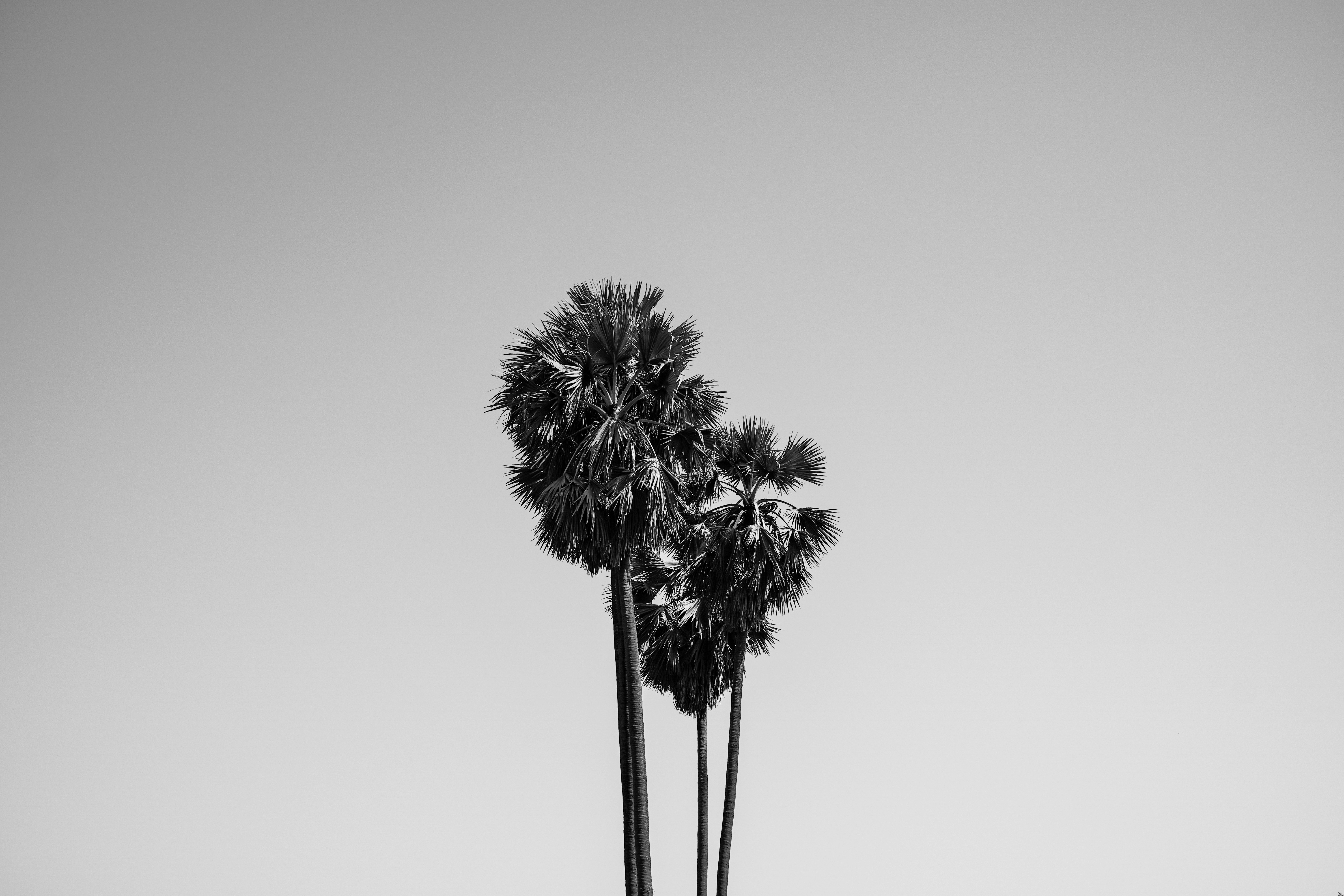 Twin Palm Silhouettes Against Open Sky