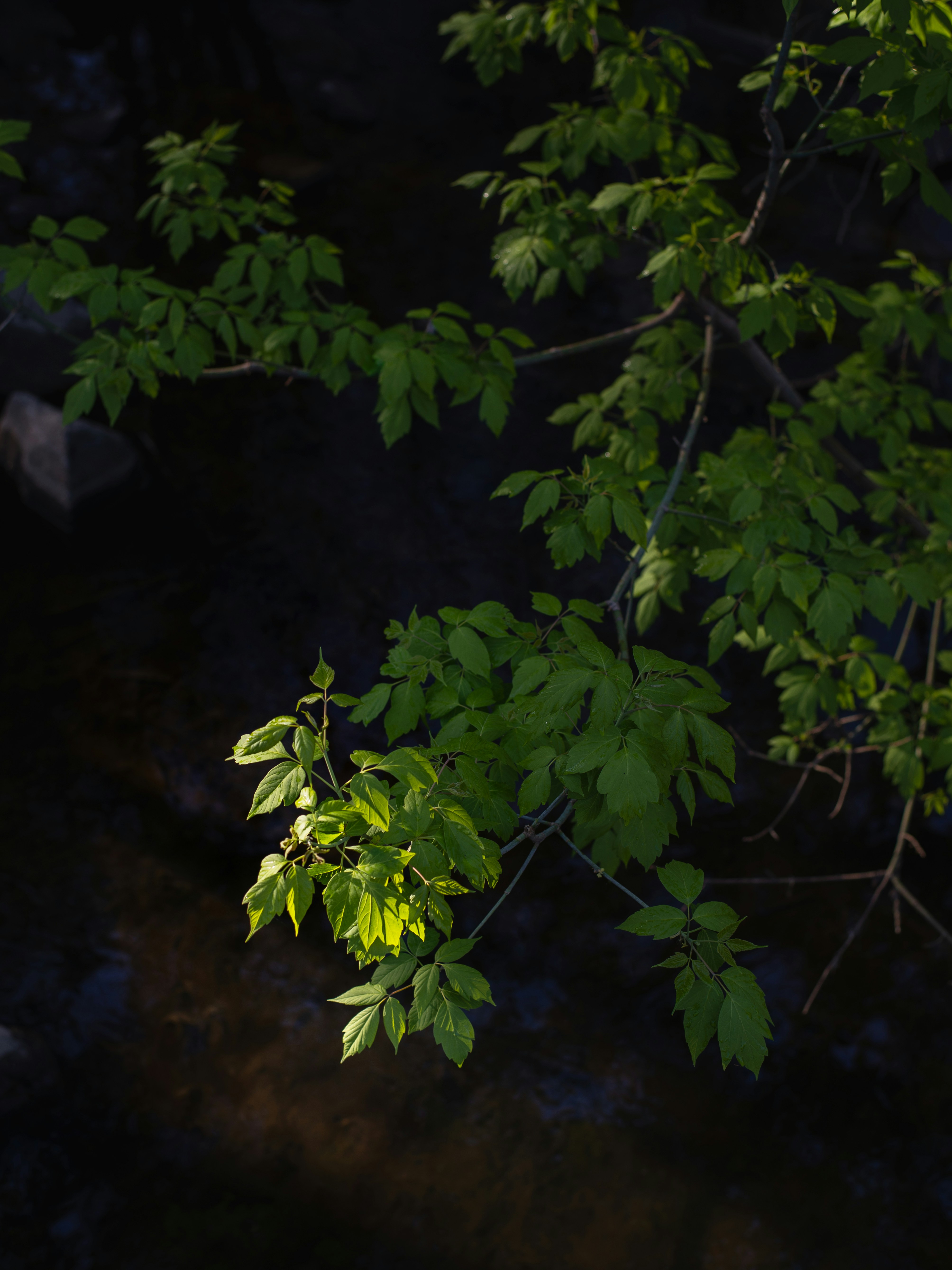 Sunlit Leaf Cluster at the Margin of a Dark Stream