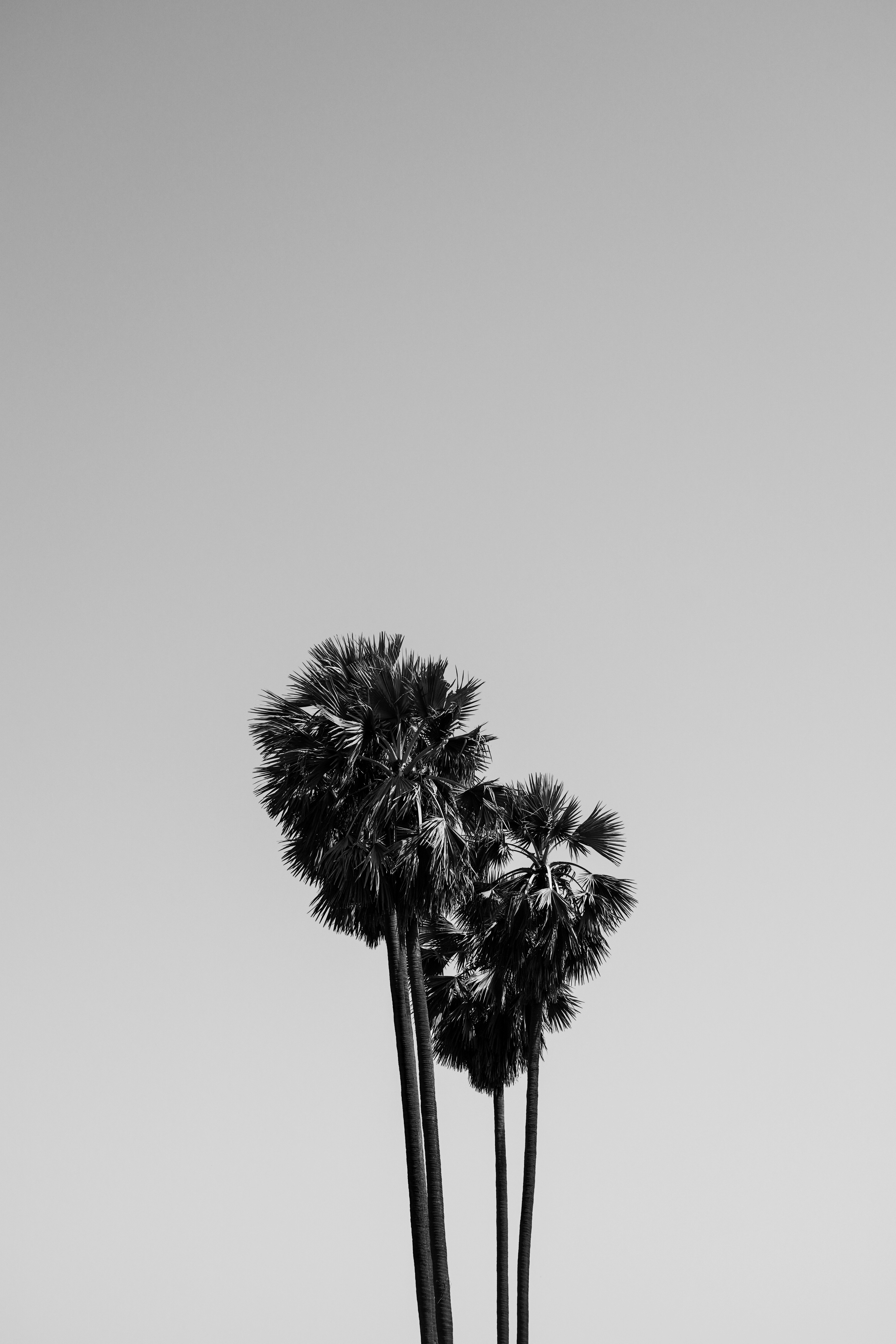 Twin Palms Against a Vast Sky