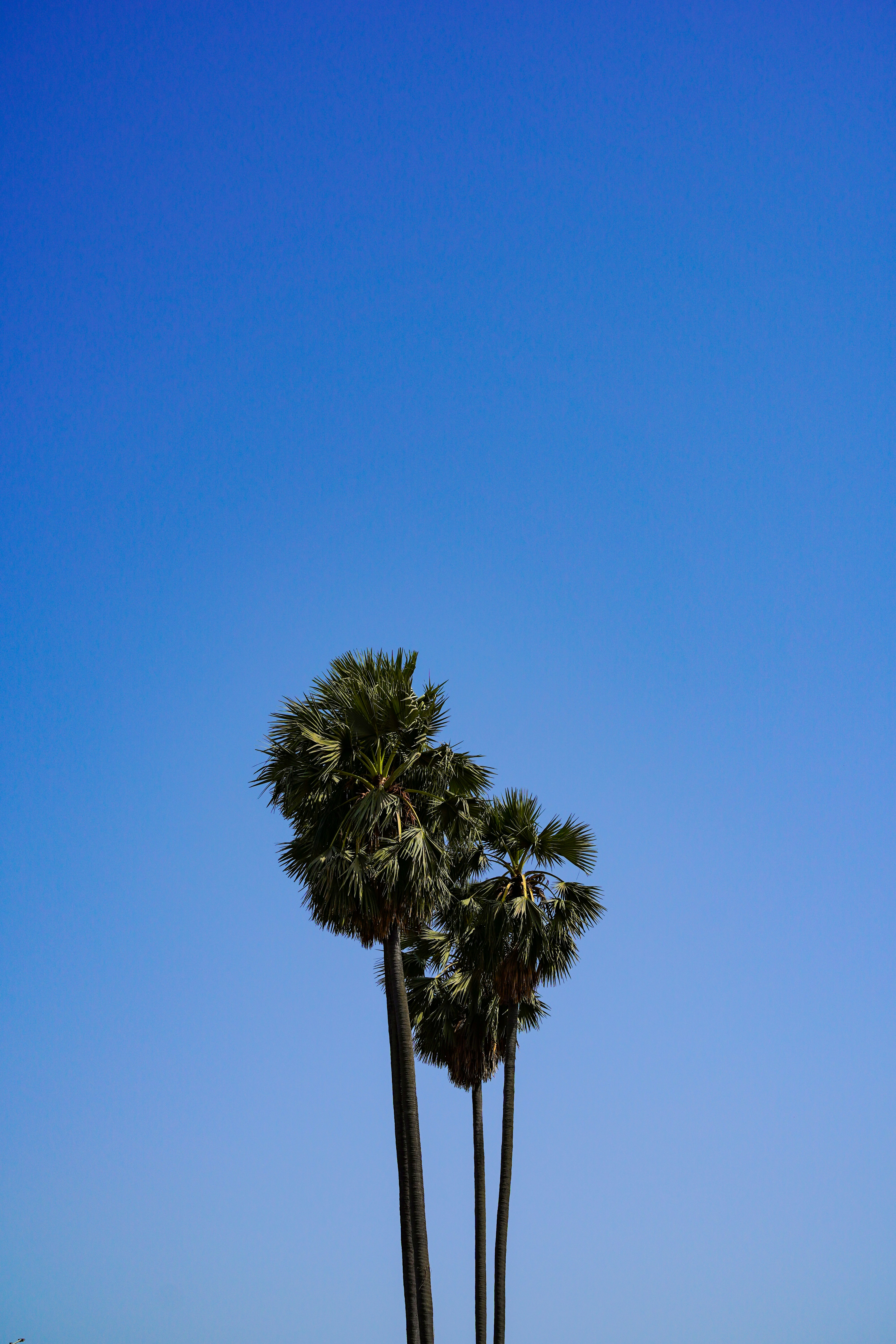 Tall Palm Trio Against A Clear Coastal Sky