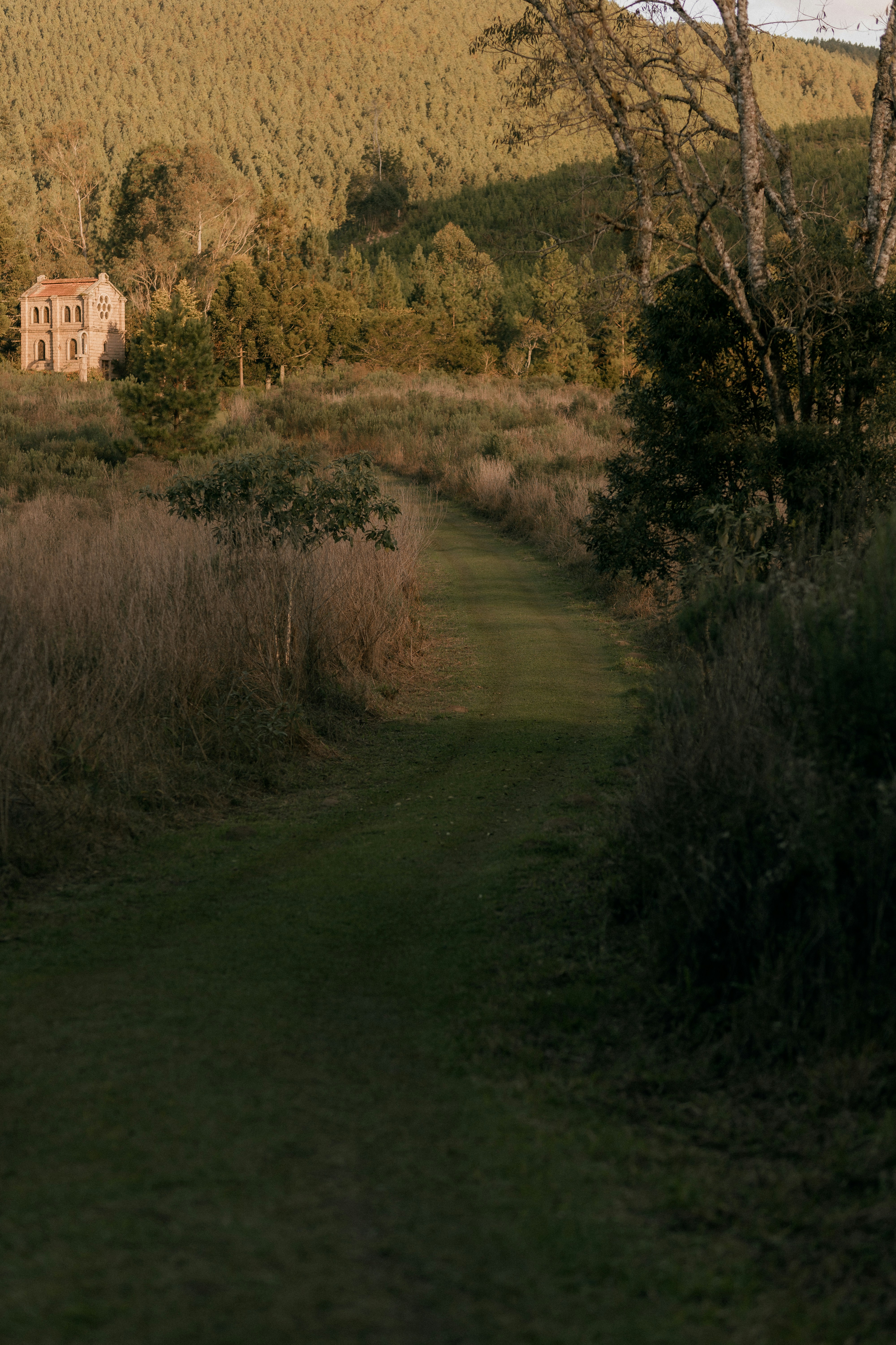 Overgrown Path to a Stone House in Golden Evening