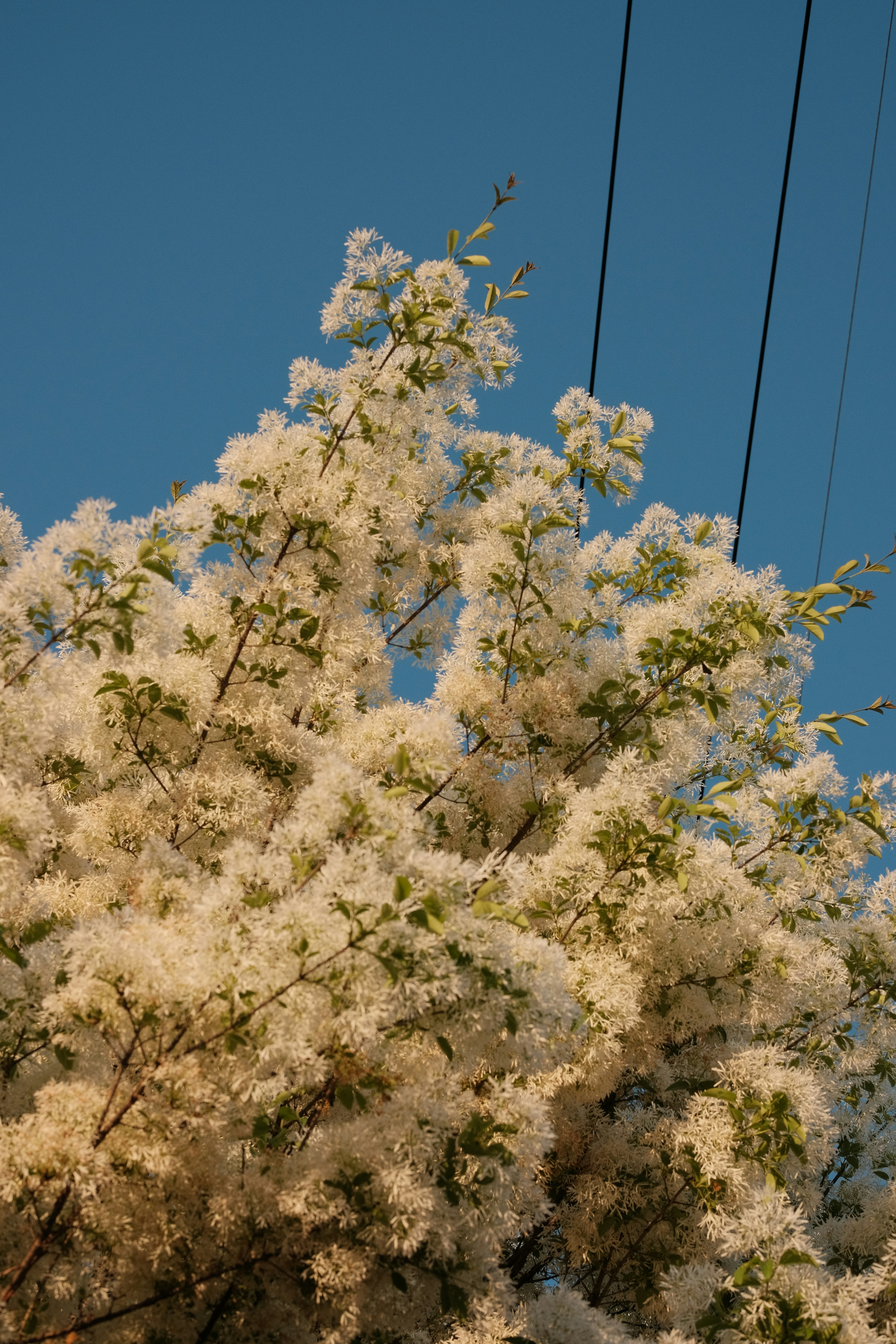 White bloom canopy under a clear blue sky