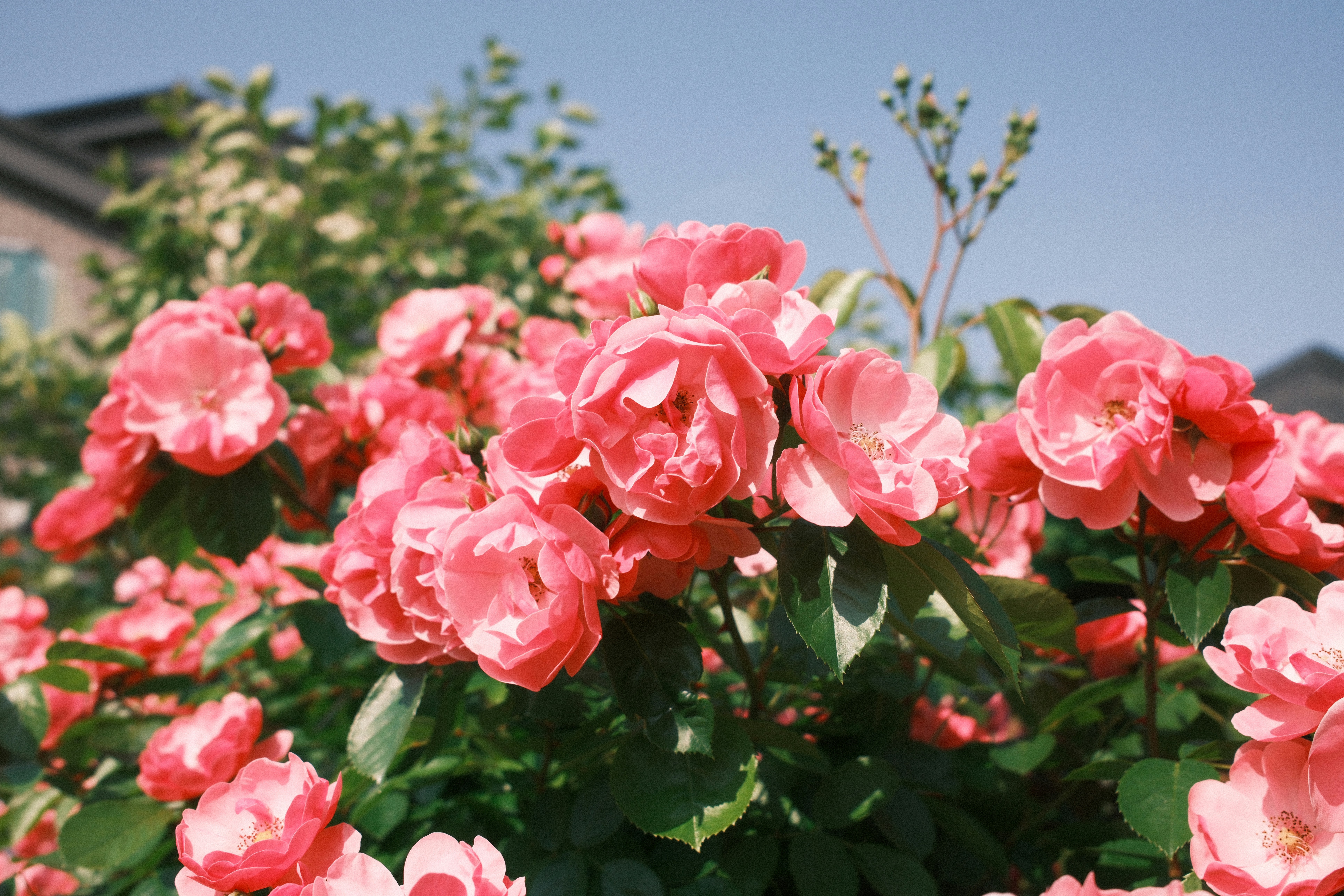 Rosy Crown: A Burst of Pink Blooms in Full Sun