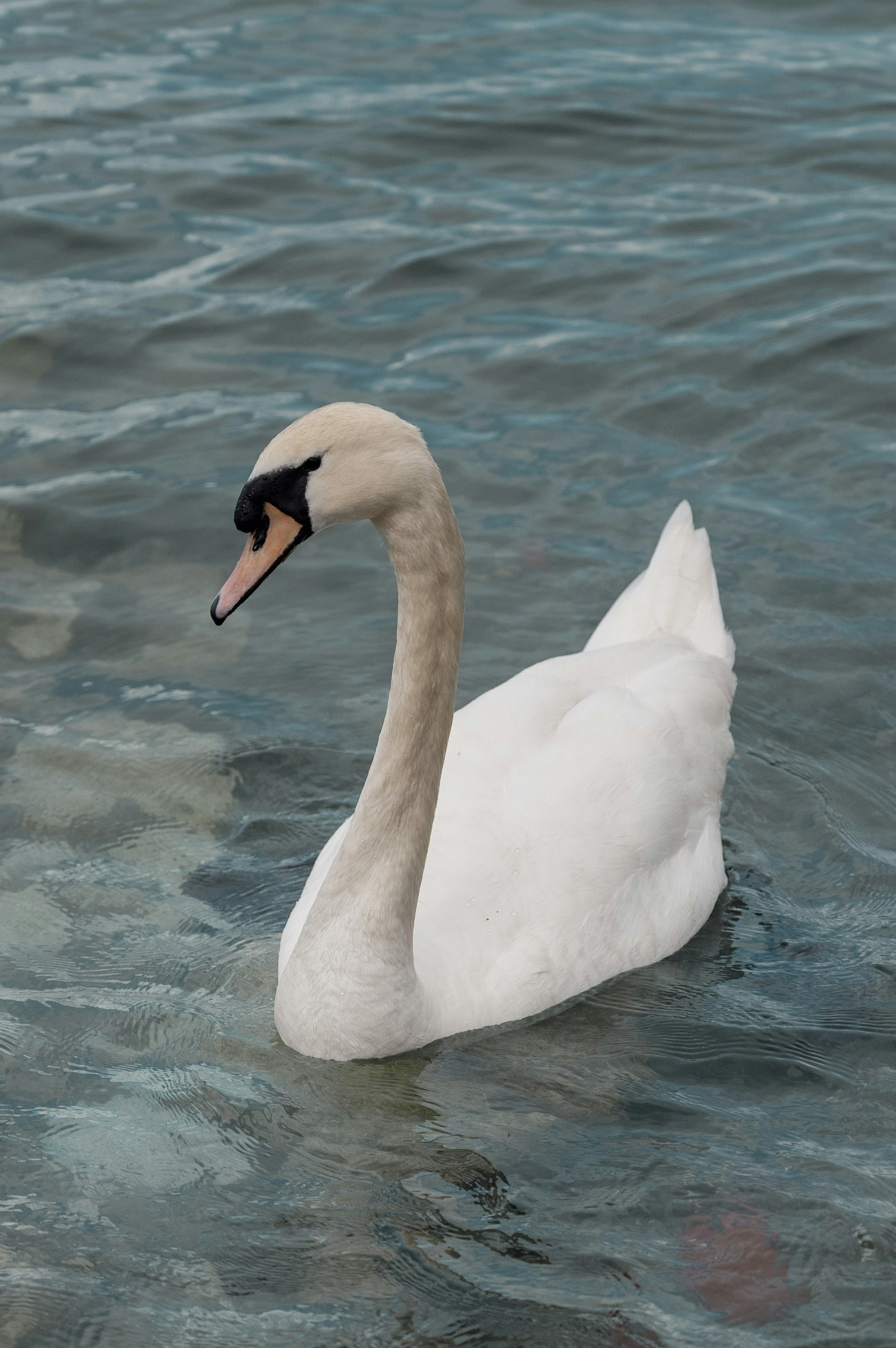 Elegance on a Quiet Wake: A Swan in Clear Cast Water