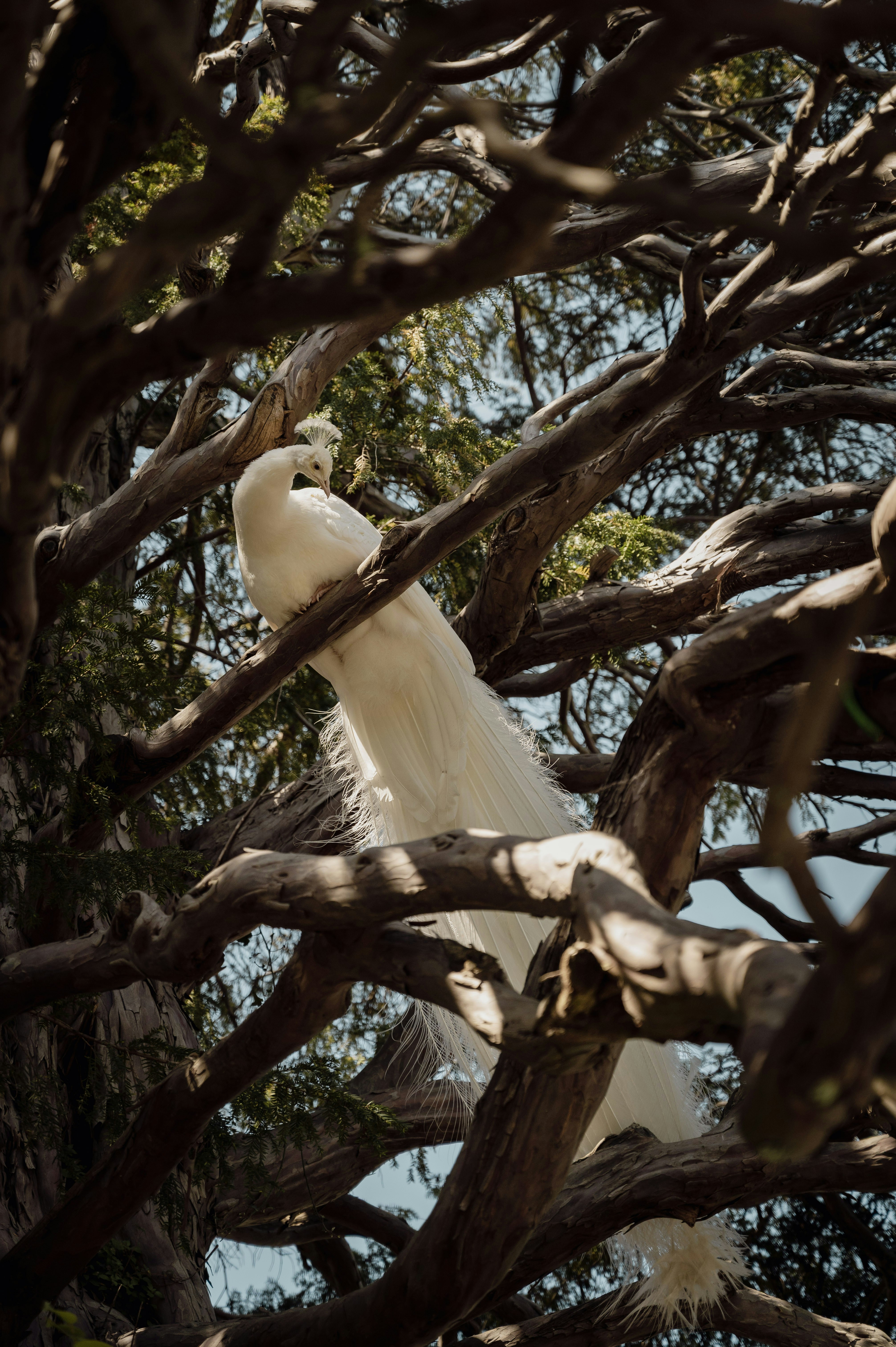 Silent Spectacle: A White Peacock Among Gnarled Branches