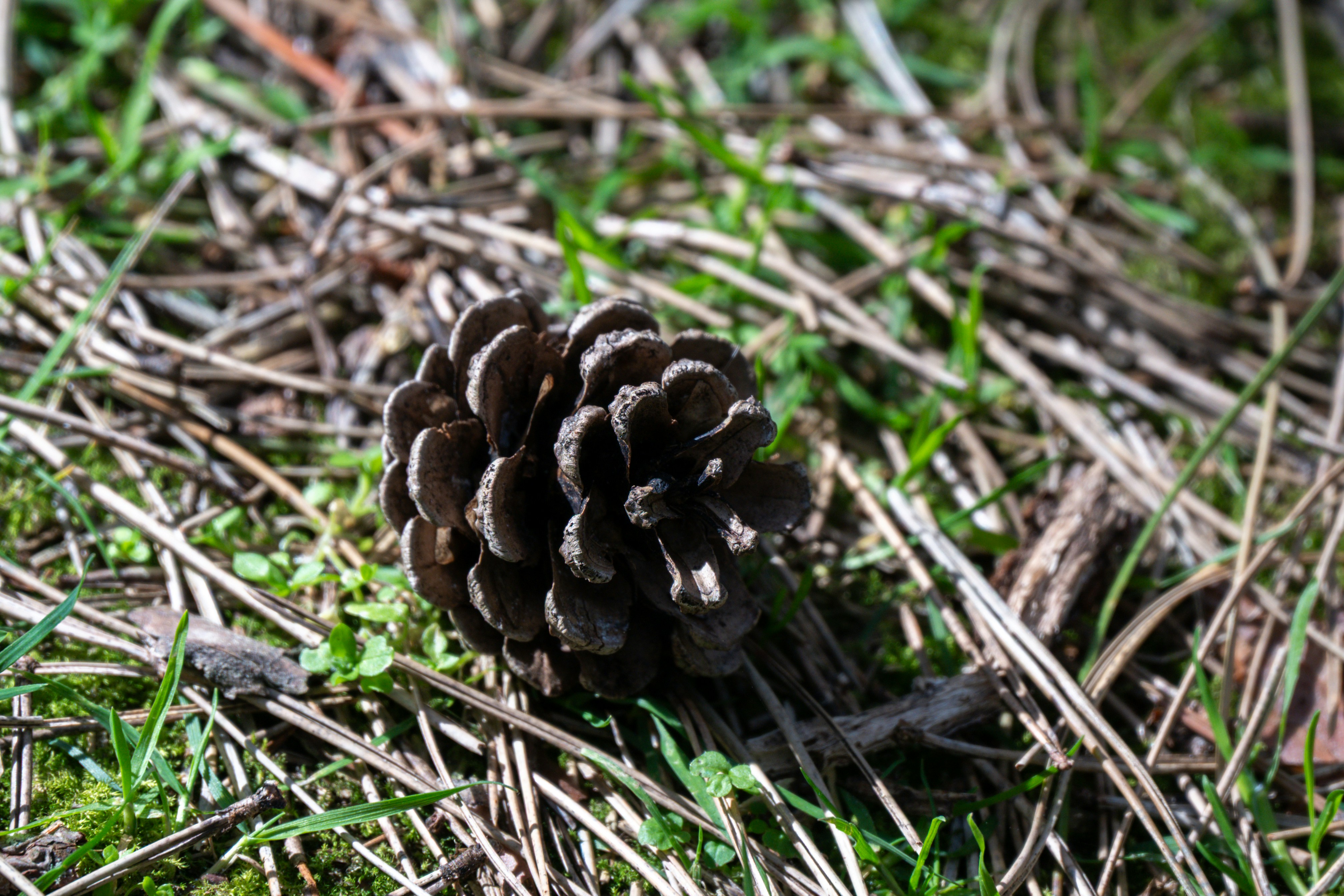 Pine Cone Among Needle-Littered Forest Floor