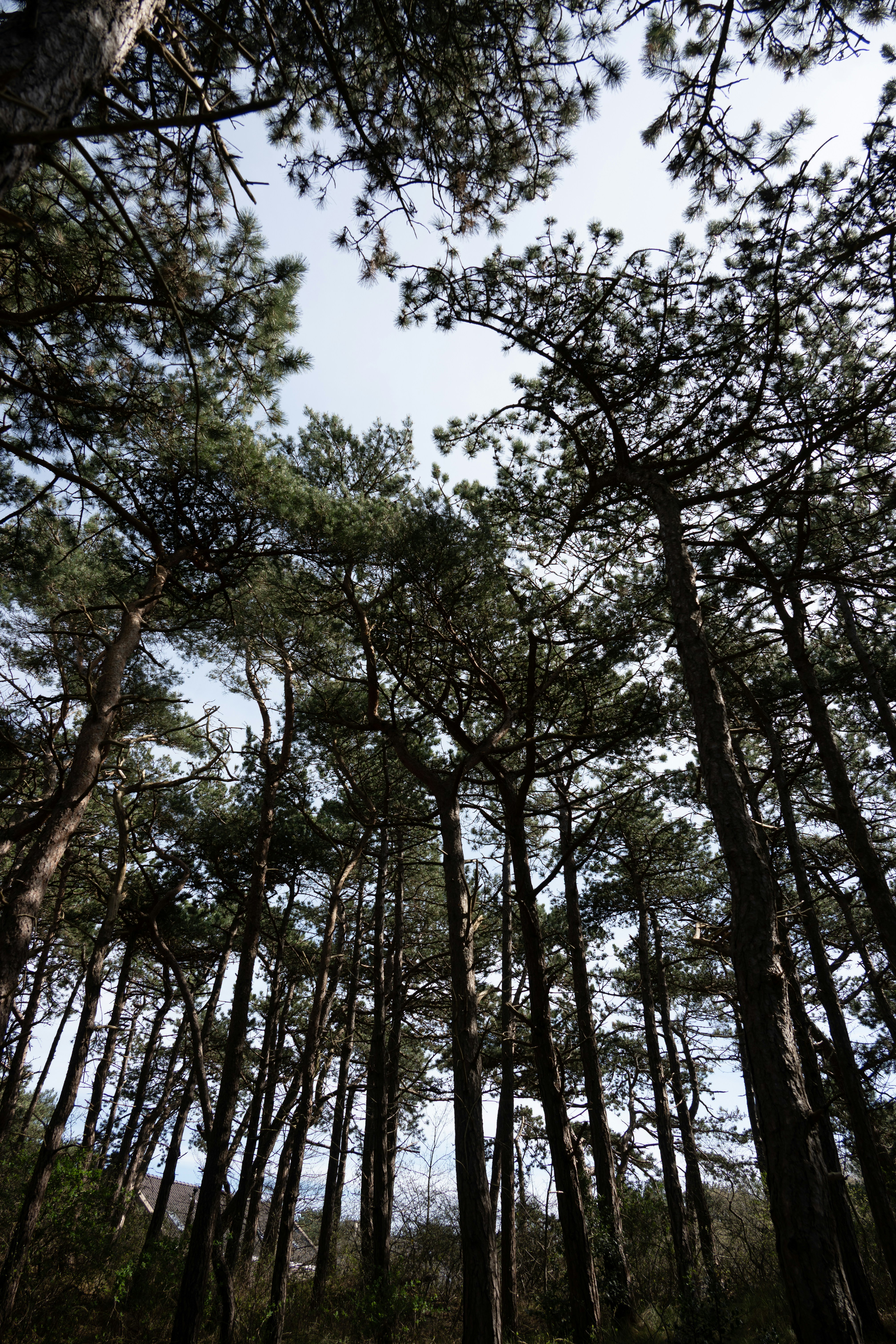 Towering Pines: A Canopy of Silent Sky