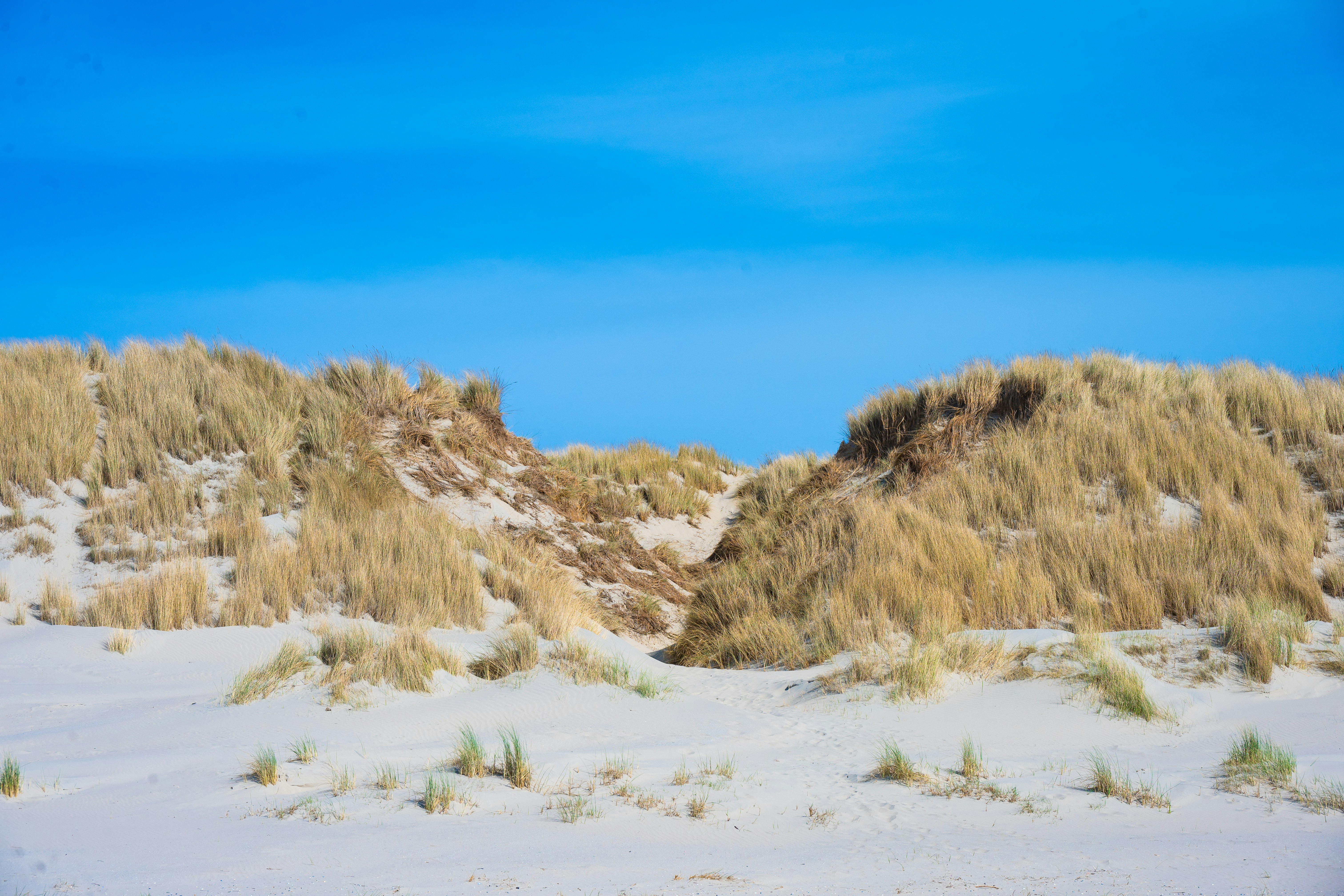 Dune Breeze: Golden Grass on Snowy Sand under a Brilliant Sky