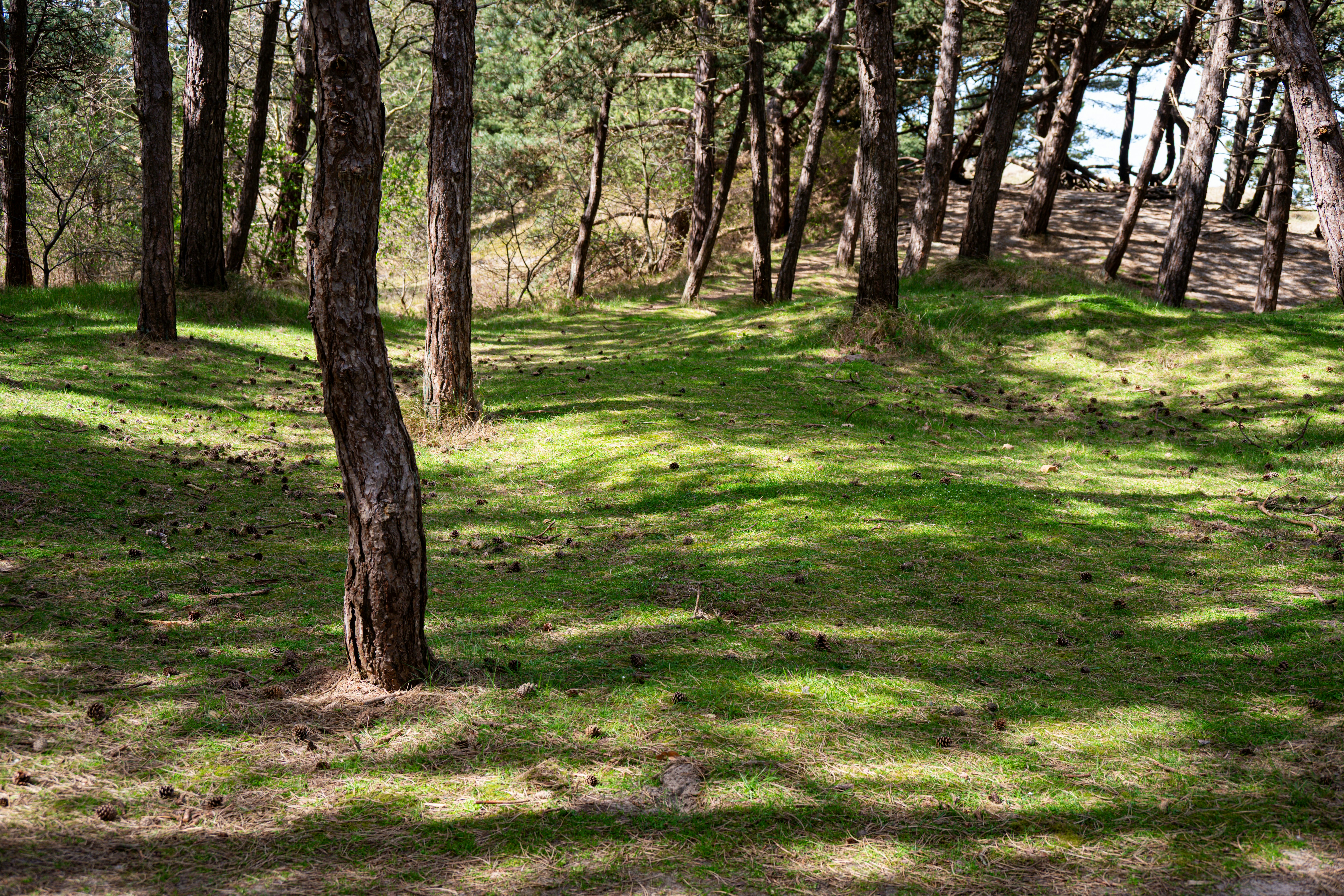 Sun-dappled Pines over a Quiet Forest Clearing