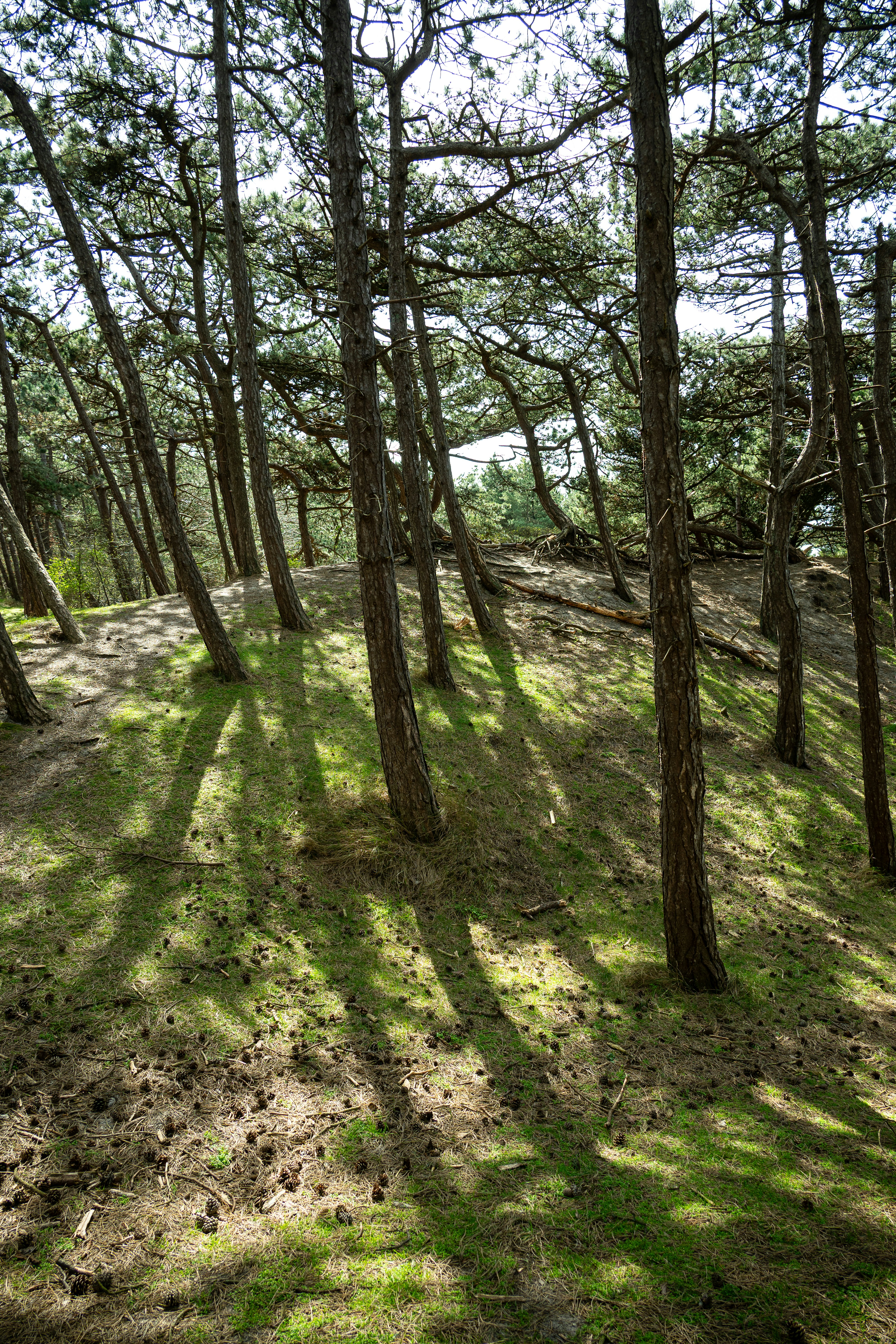 Shadows Among Pines: Sunlit Pinescape with Dappled Ground